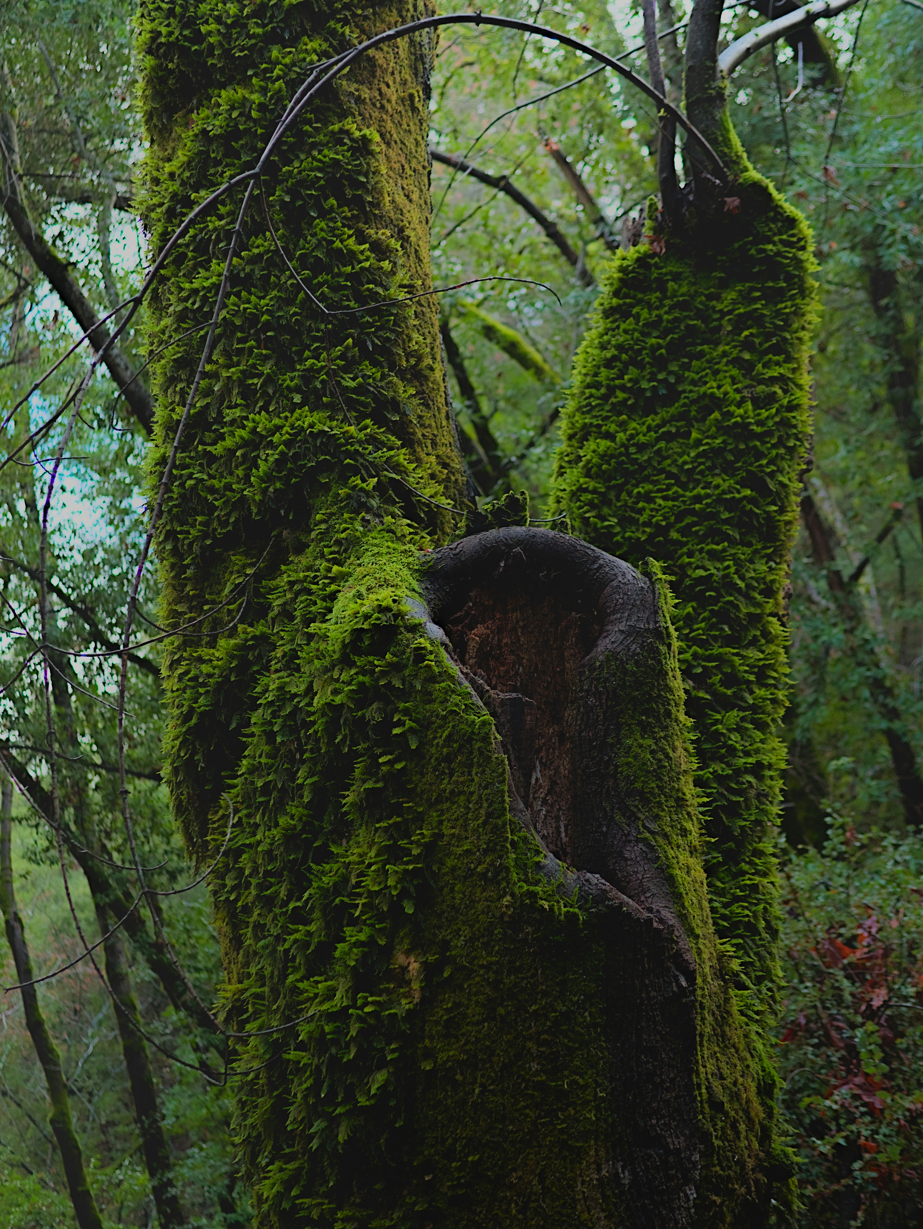 Moss-wrapped Tree Trunk with Hollow Heart