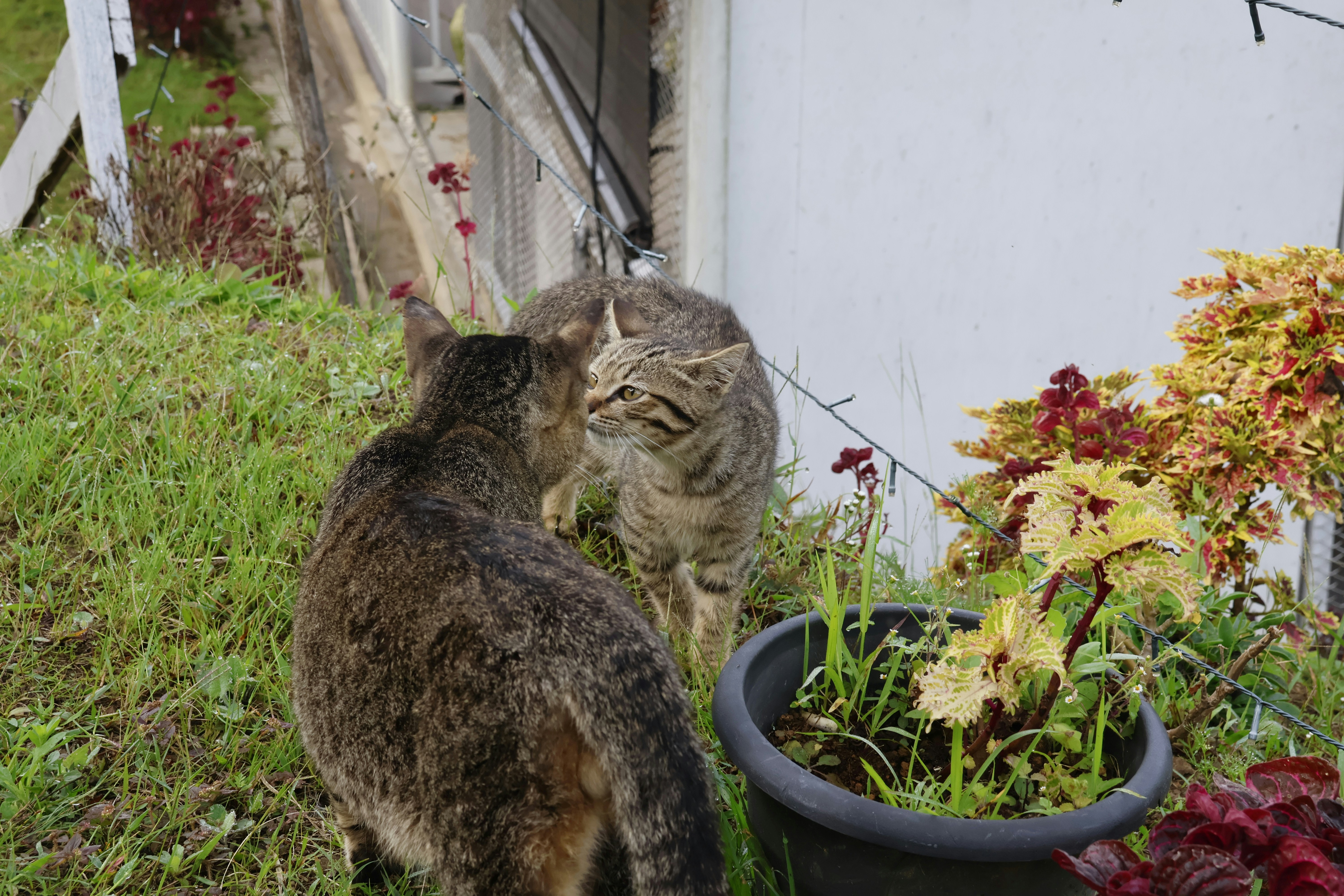 Whiskers at the Garden Doorstep
