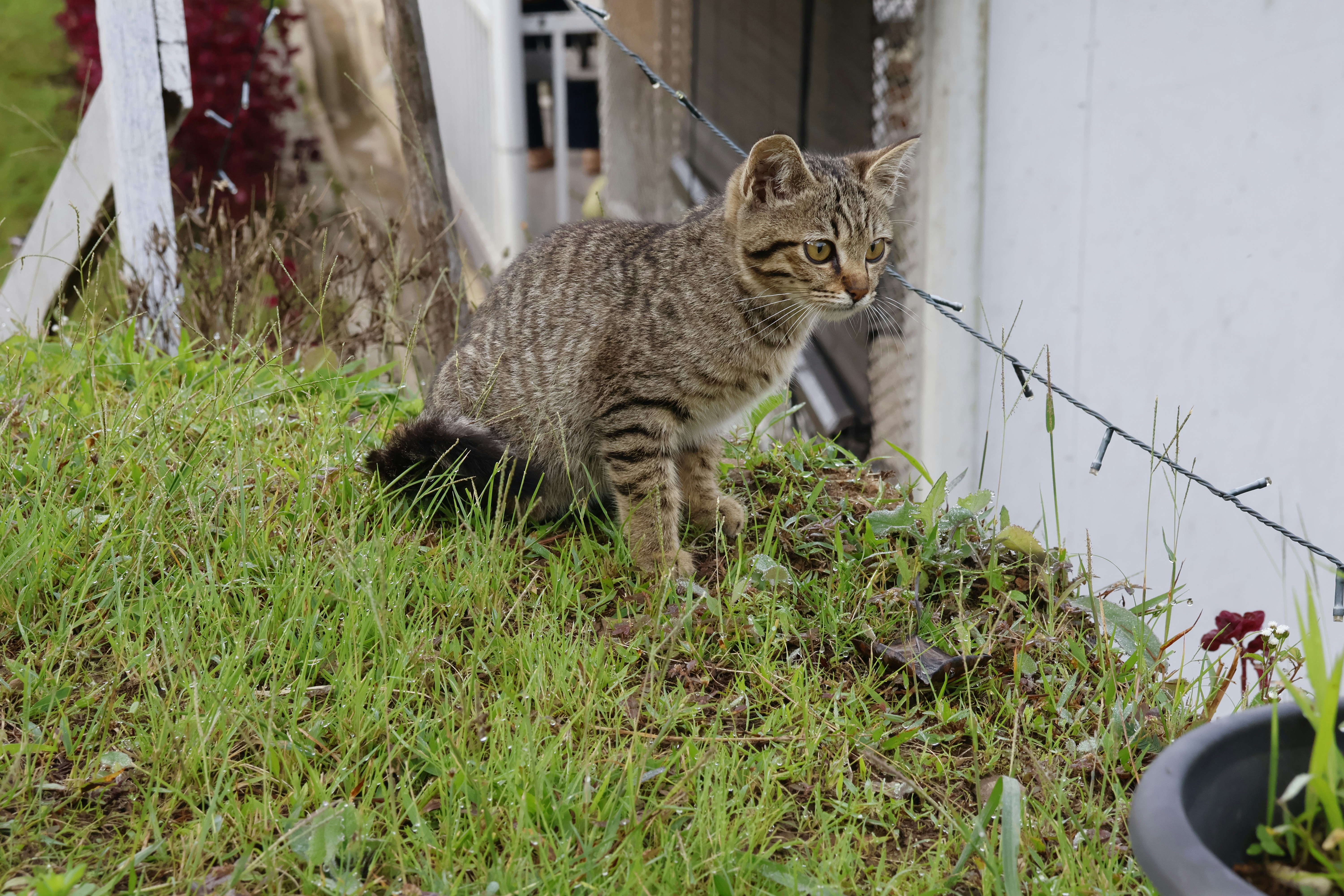 Curious Tabby on a Gentle Slope by the White Wall