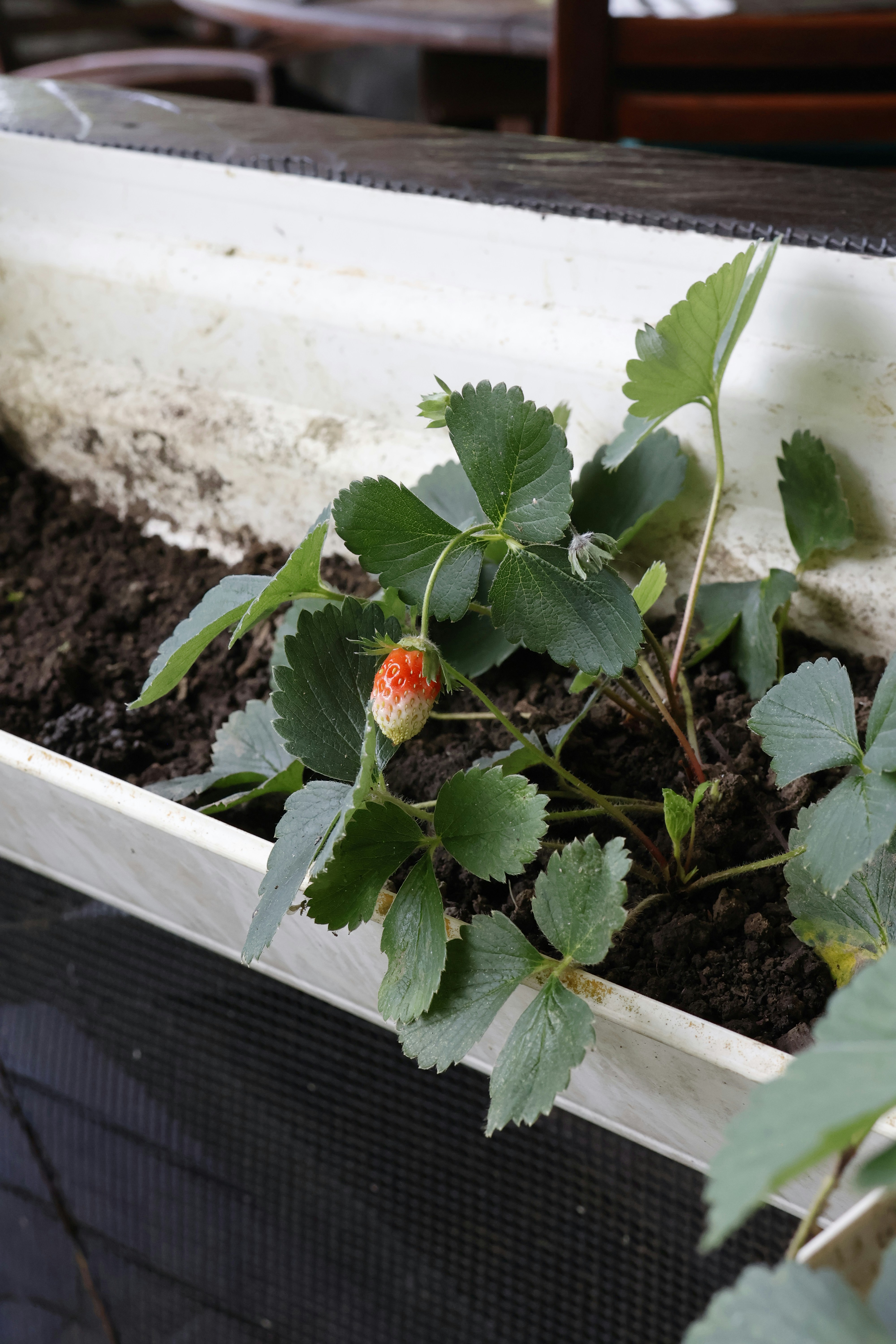 Tiny Strawberry Pendant in a Window Box Garden