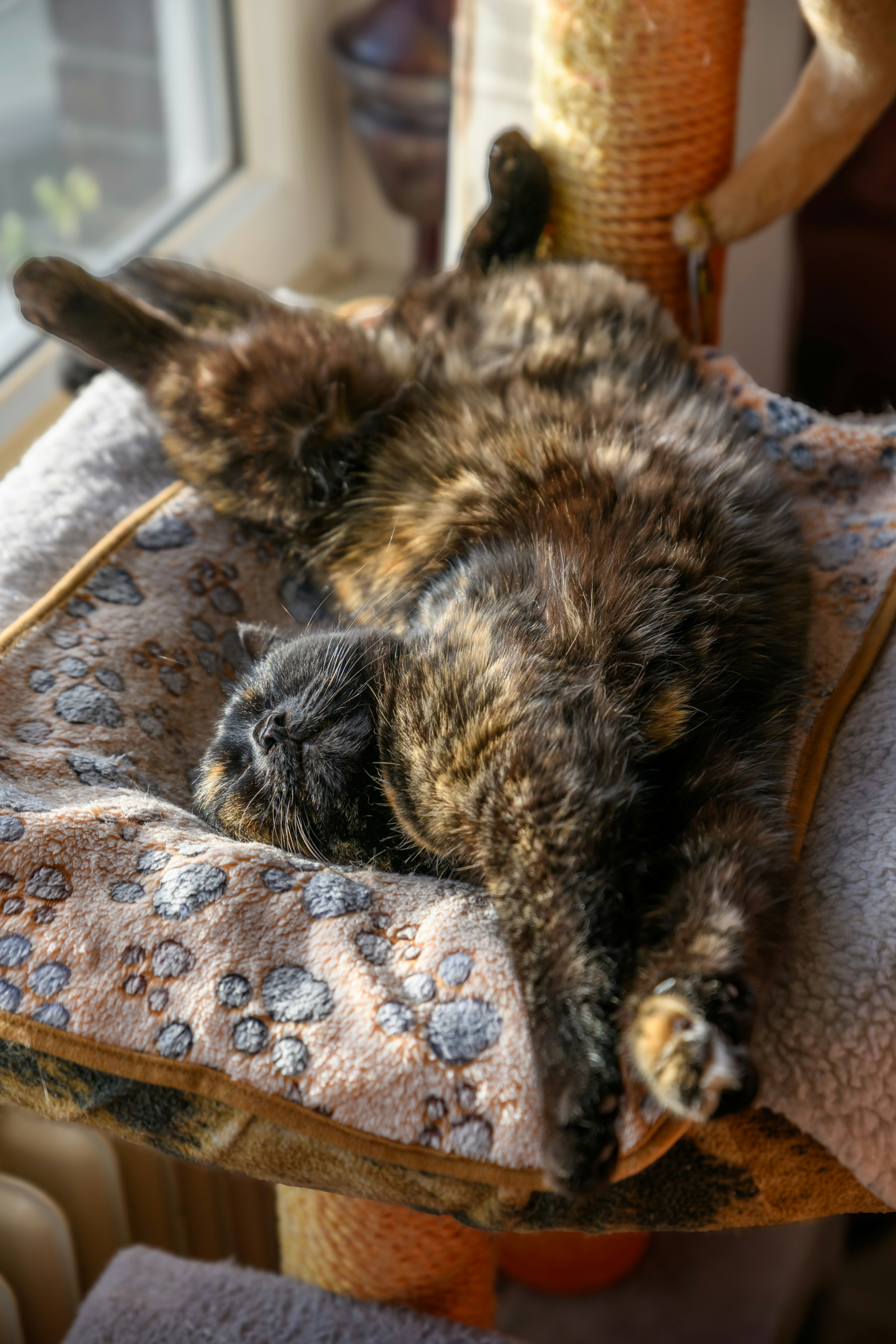 Sunlit Slumber: Tortie Comfort on a Plush Window Nook