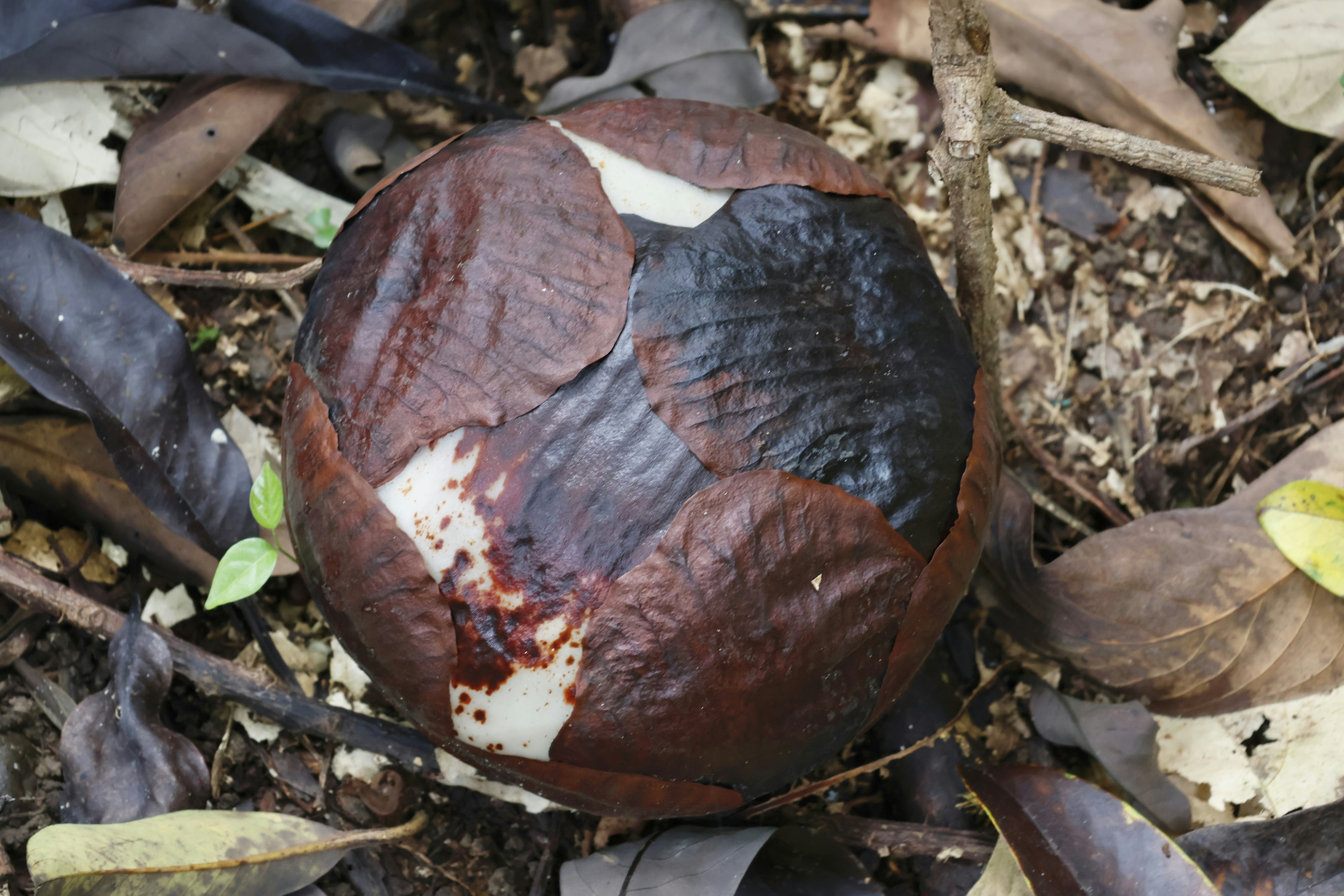 Patchwork Seedpod Emergence: A Dried Capsule among Leaf Litter