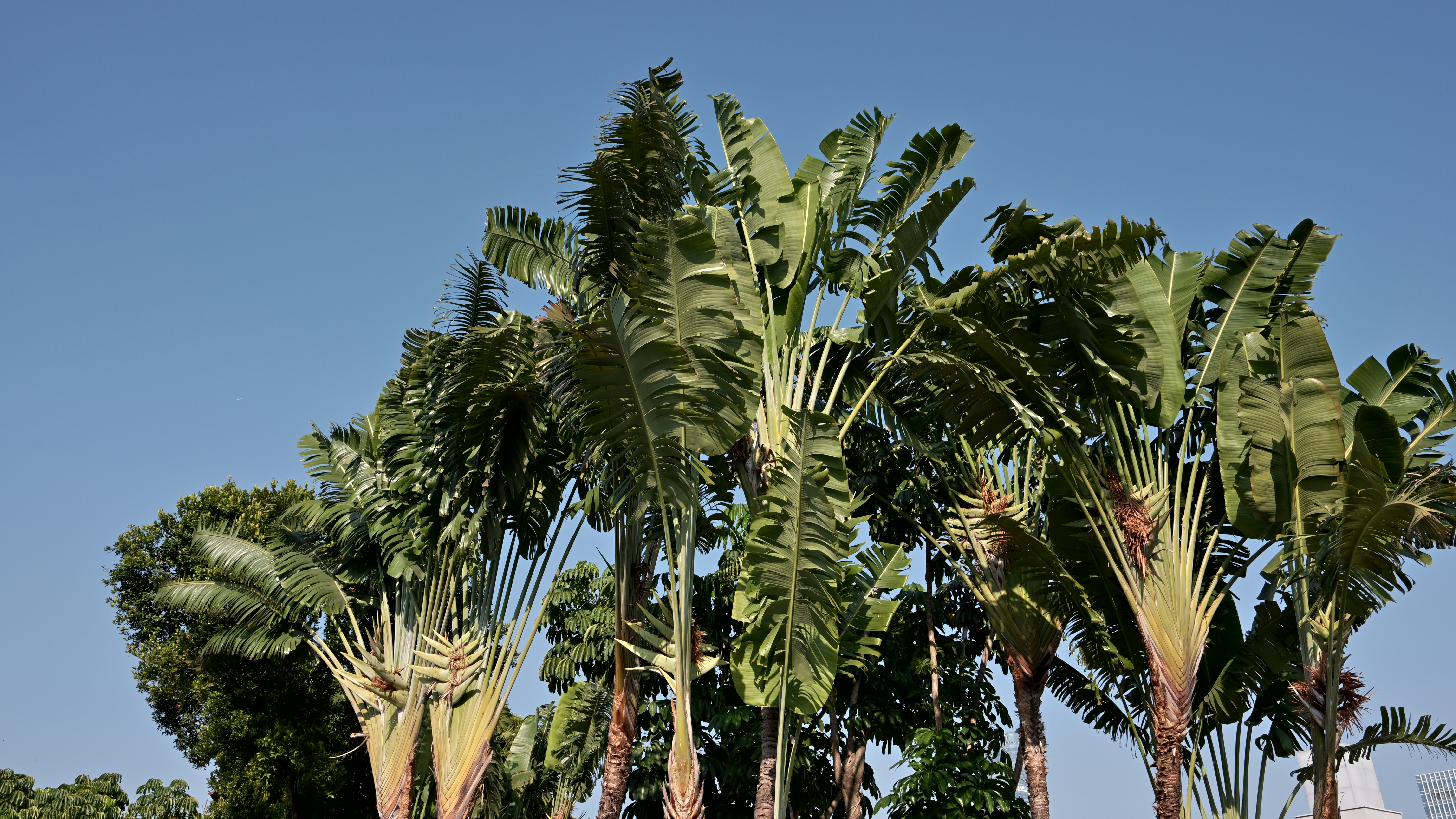 Banana Canopy under a Clear Australian Sky