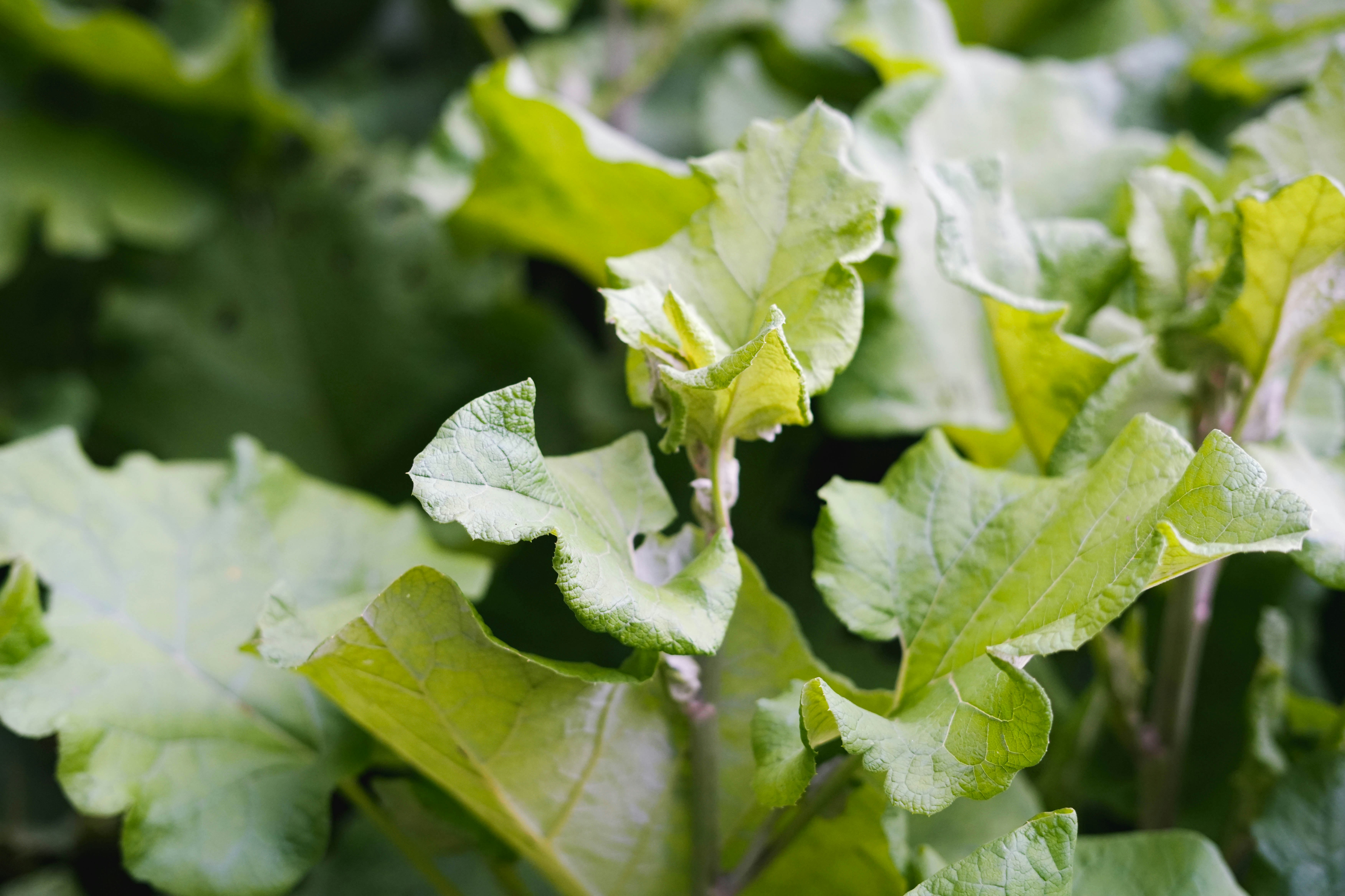 Close-up of variegated green leaves in sunlit garden