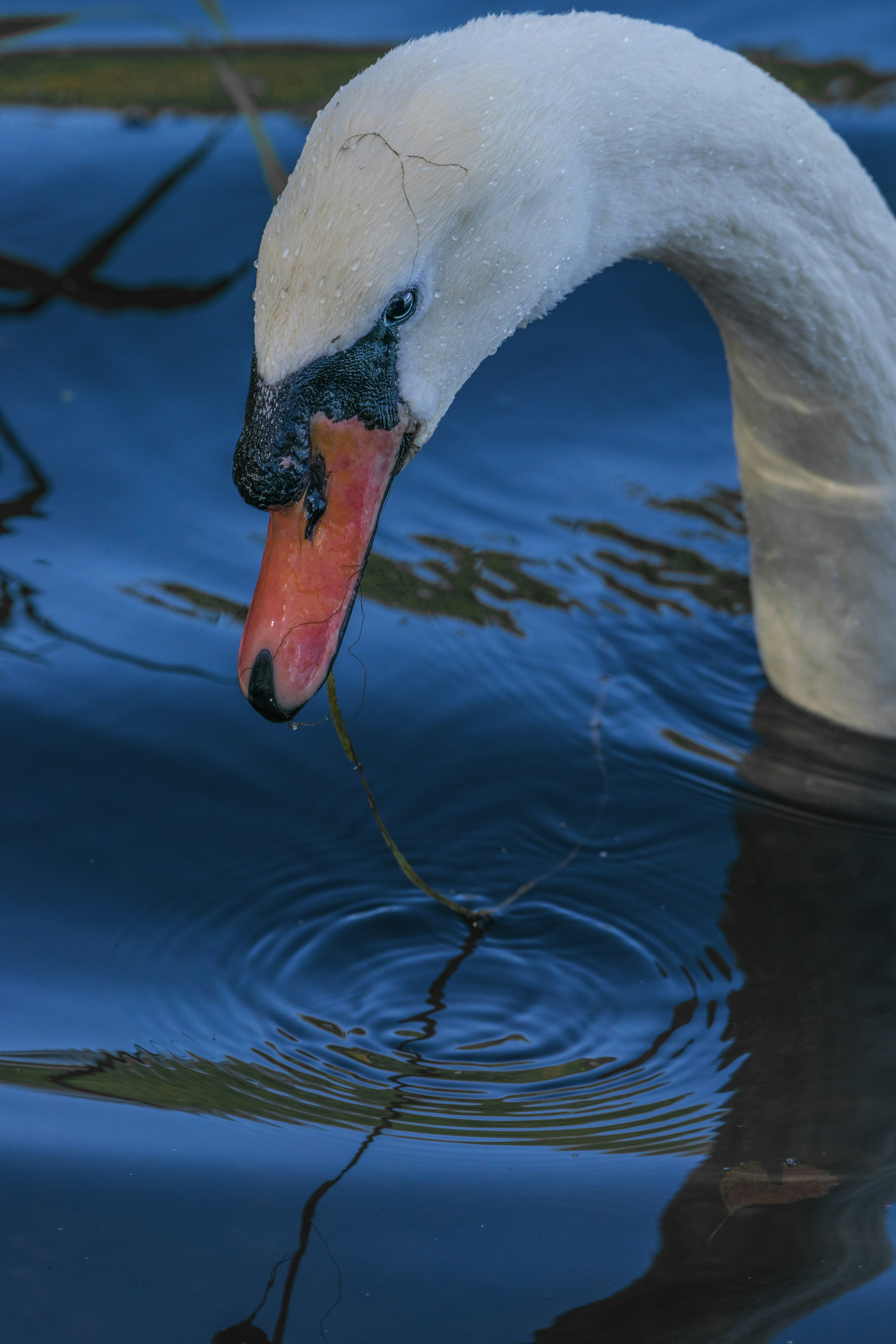 Curved Neck, Quiet Ripples: A Swan Nibbles a Willow Twist