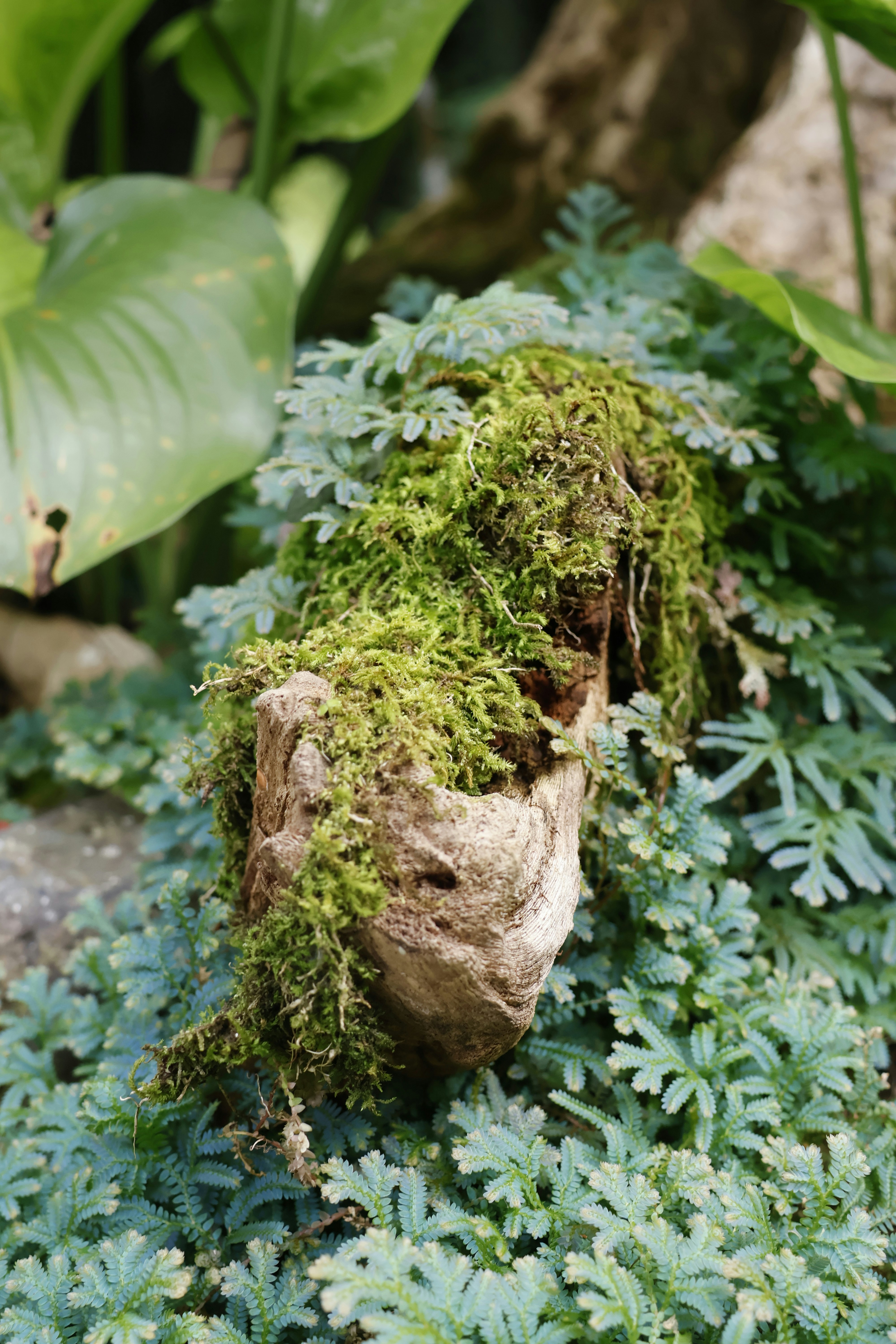 Moss-Capped Driftwood Nestled Among Ferns