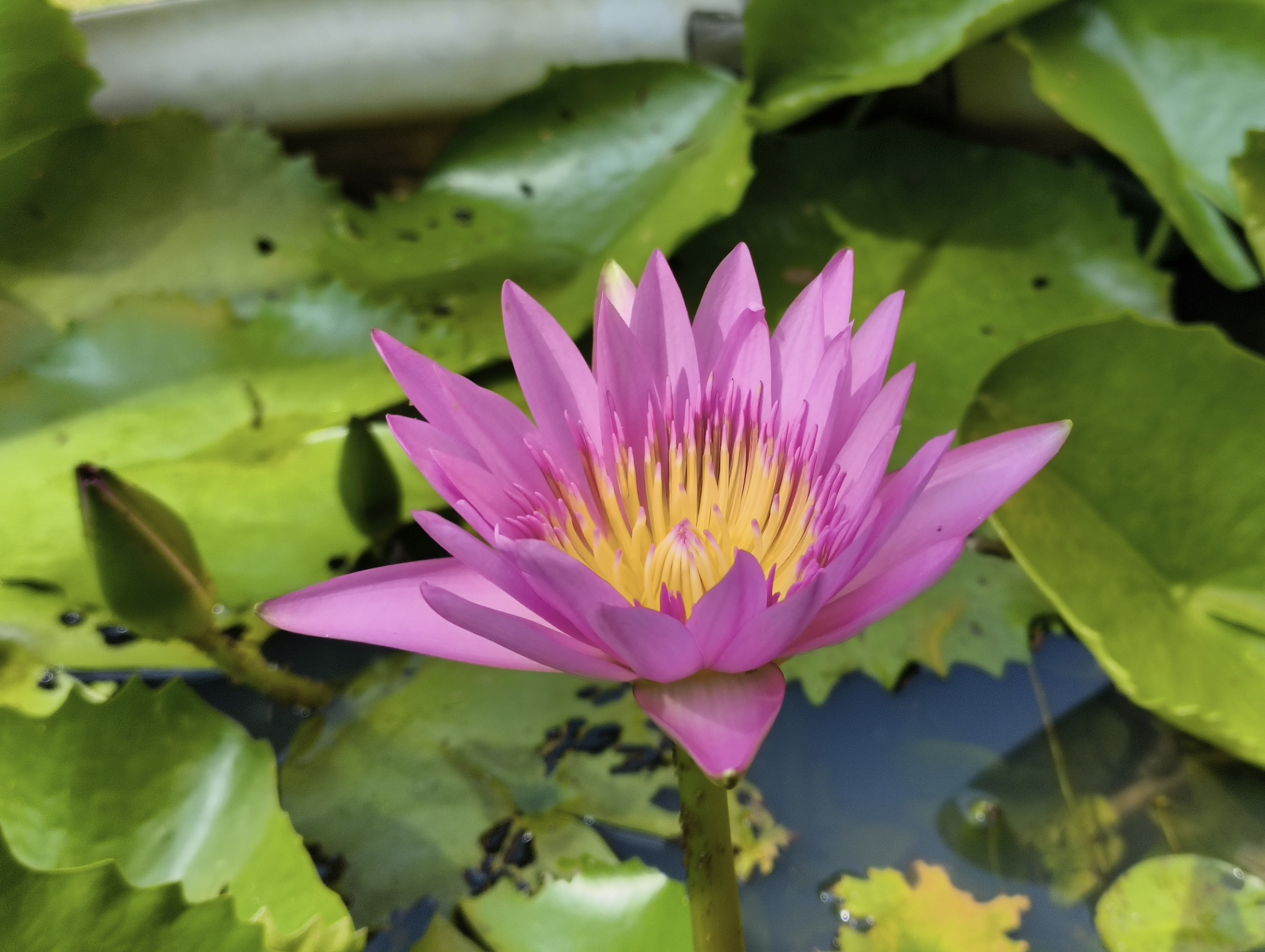 Photo by Harsh Sharma with Nothing CMF Phone 2 Pro