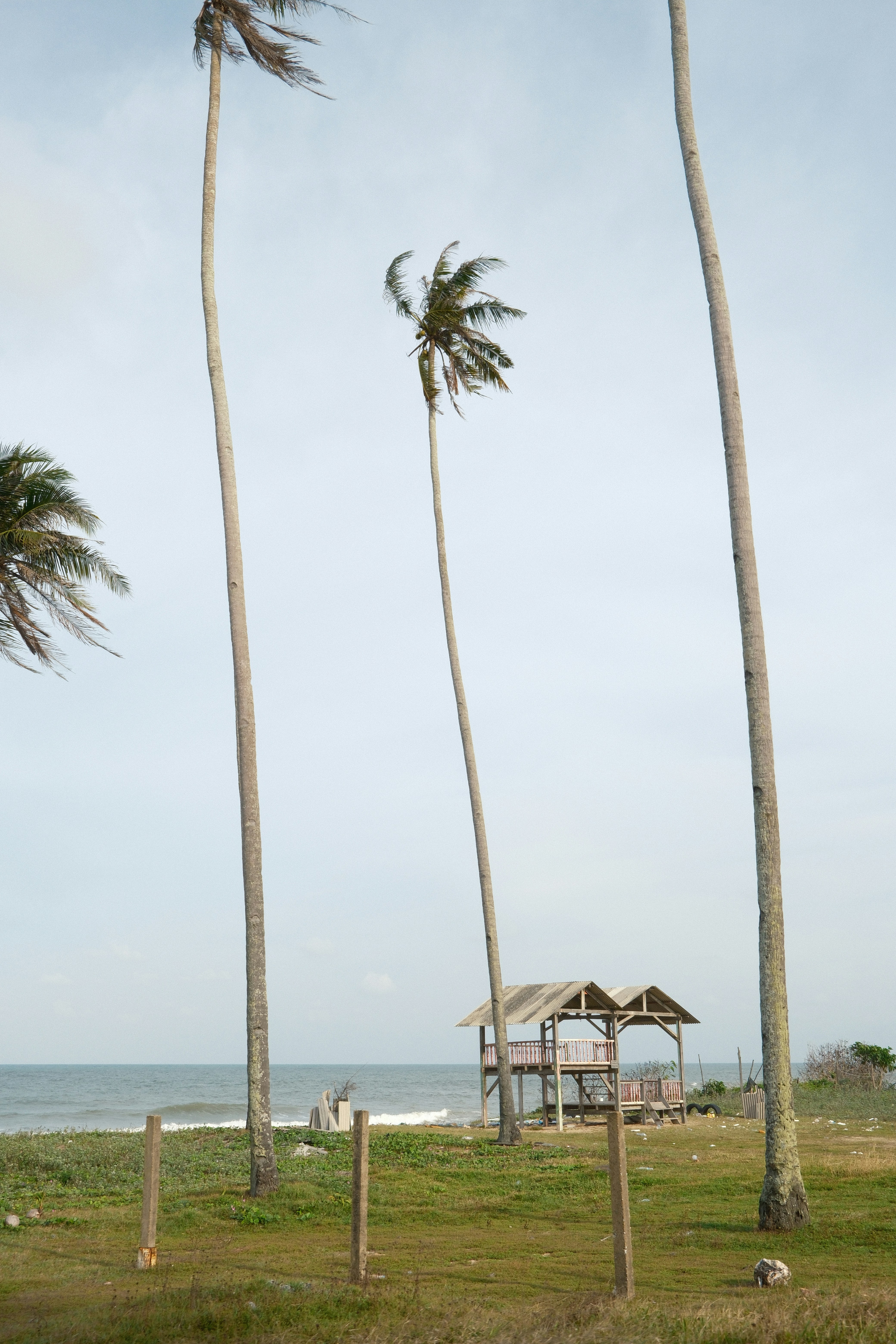 Palm Whisper at the Seaside Shelter