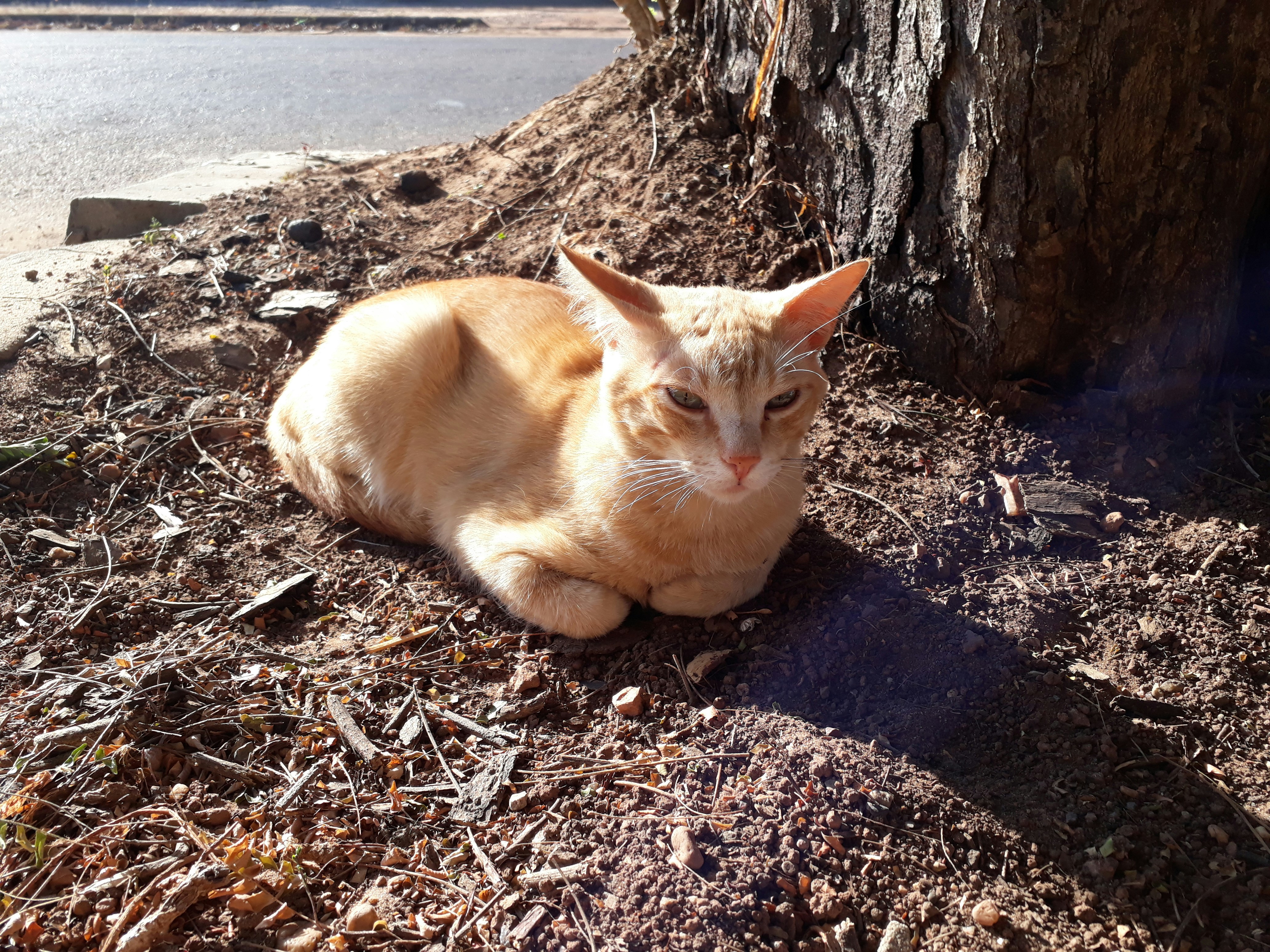Um gato de cor laranja sob o sol da manhã.