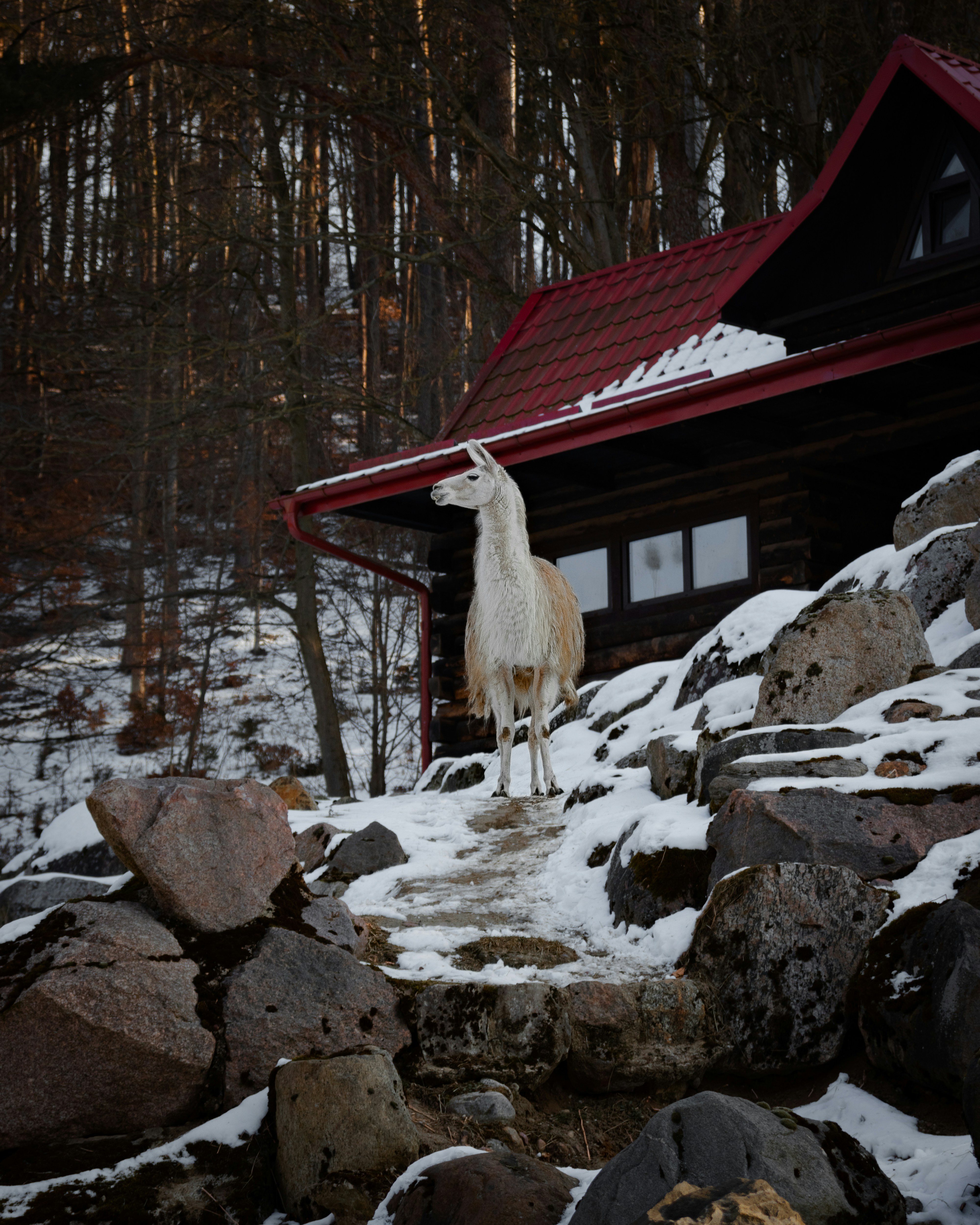 Llama Sentinel by the Snowbound Lodge