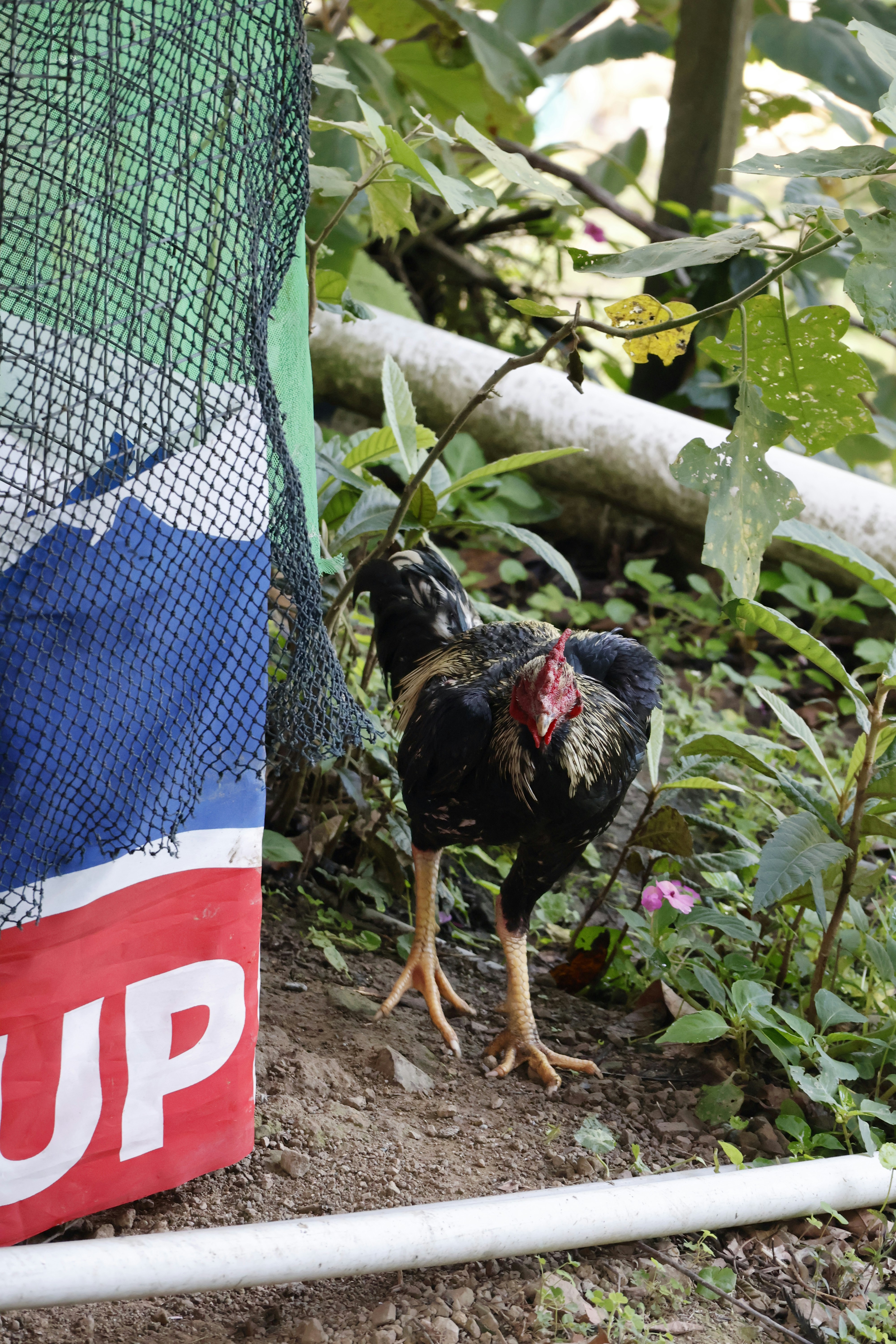 Bare-Prop Rooster beside a Garden Venture
