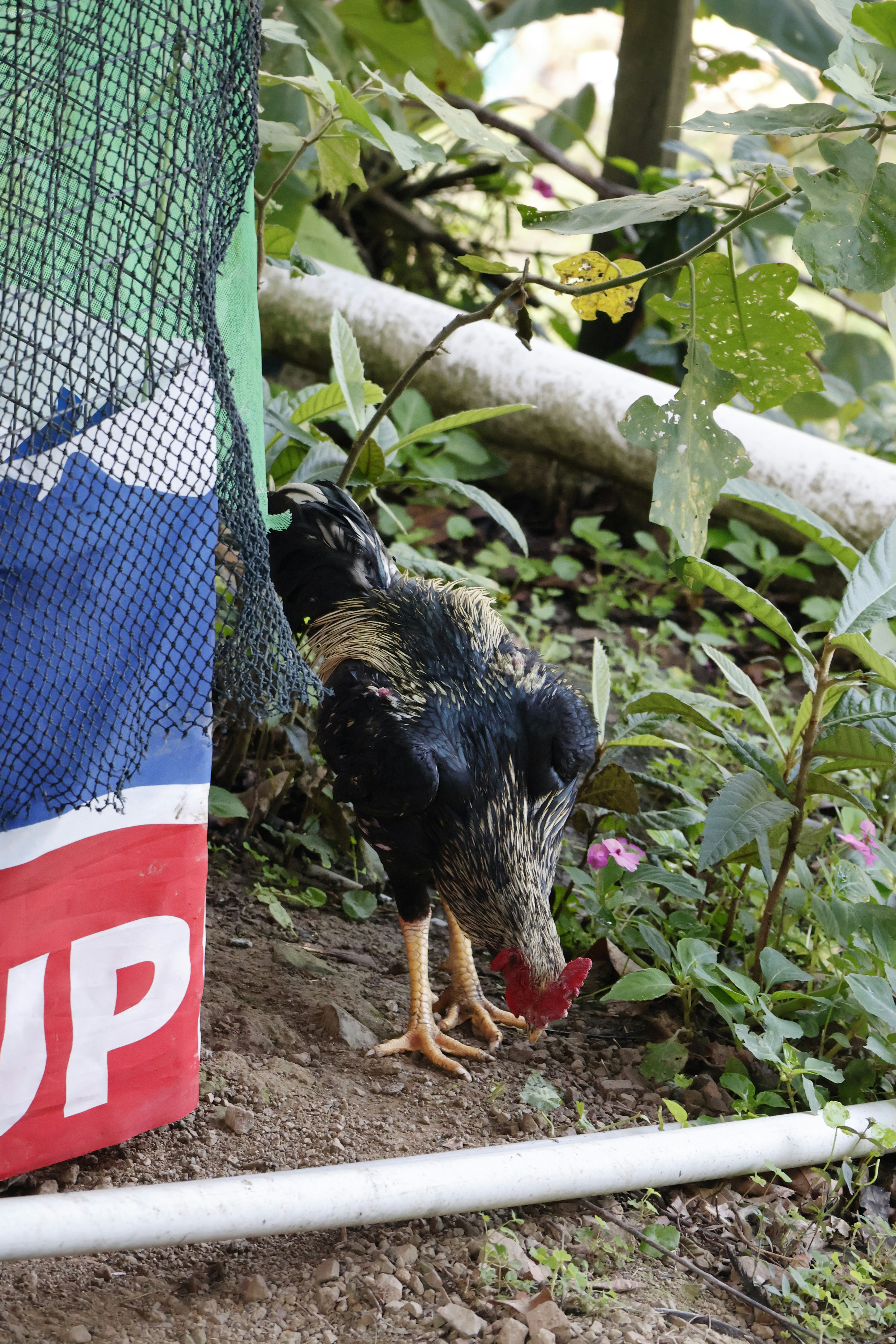 Scraggly Rooster Among Garden Debris