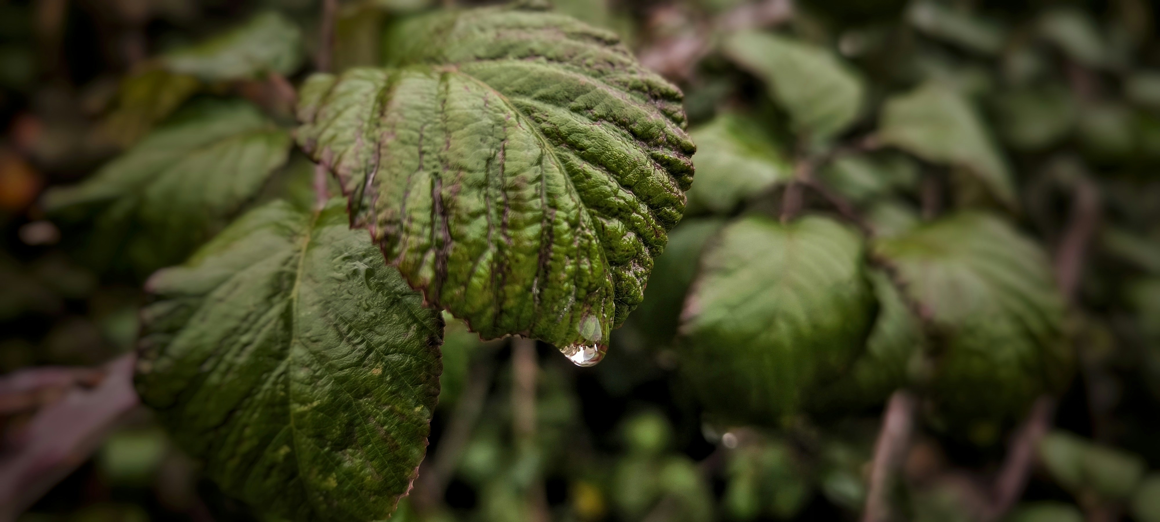 A single water droplet hangs from a green leaf.