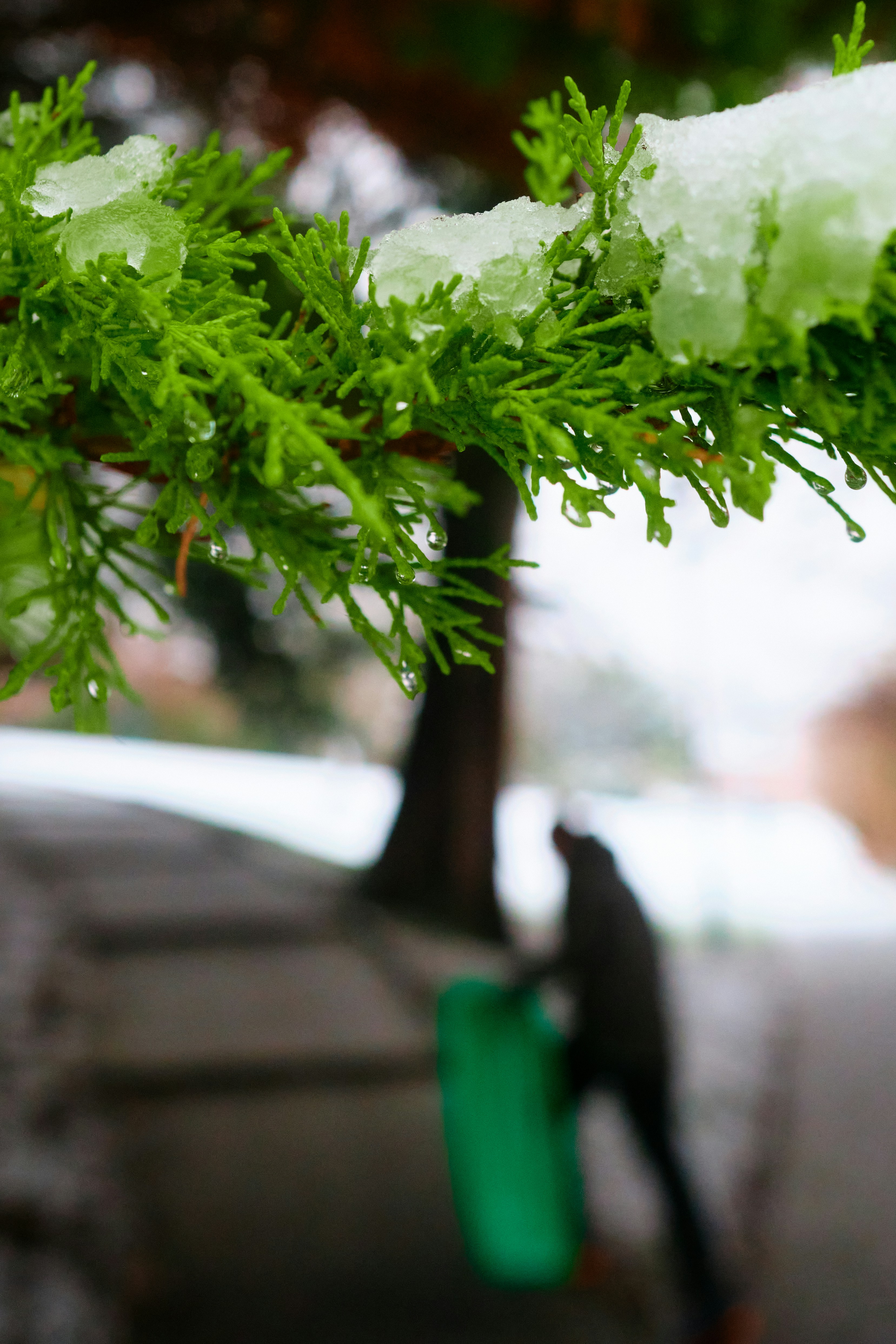 Snow-laced Cedar Branch Framing a Quiet Street Moment