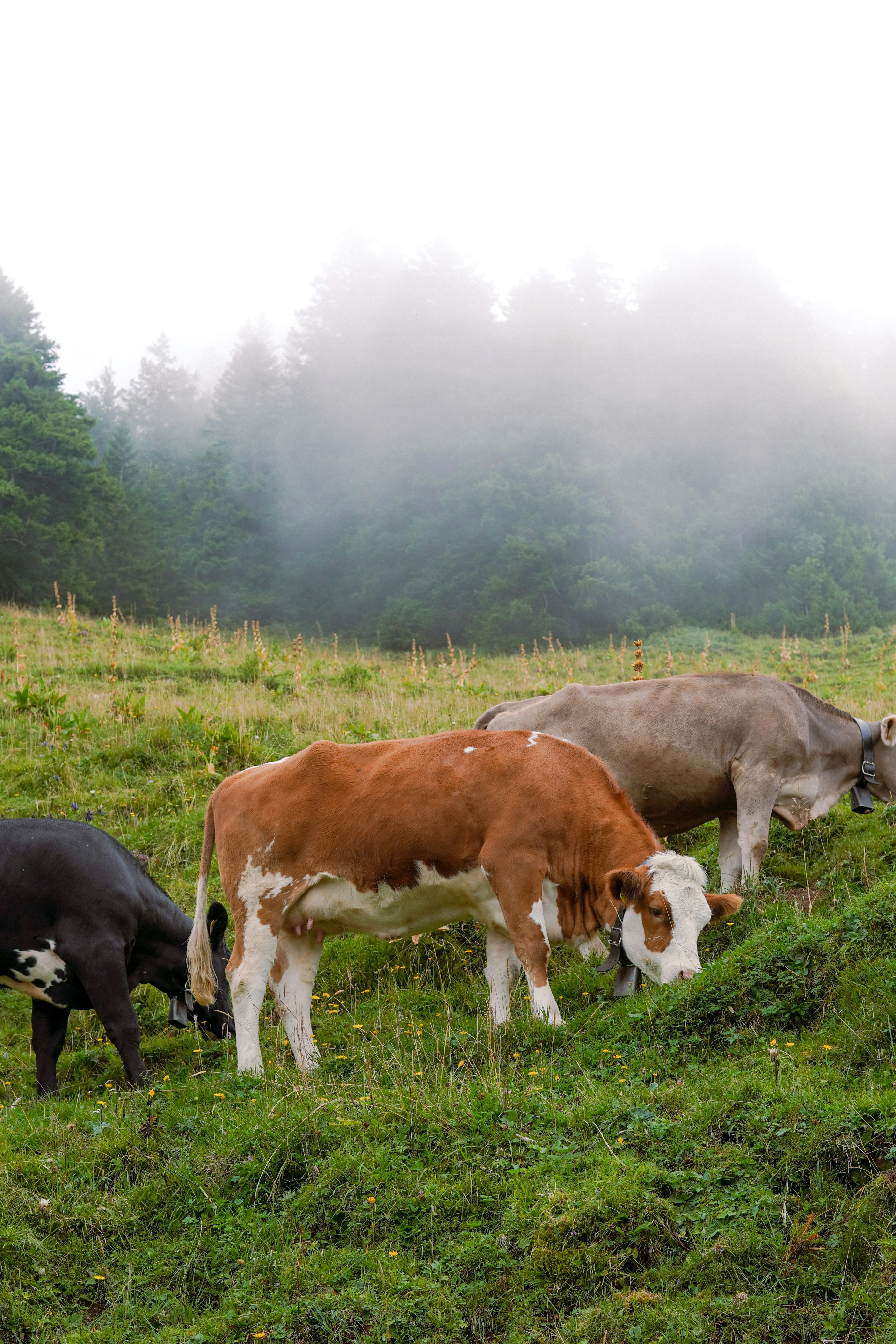Pasture Parade: Cows Grazing Beneath Misty Pines