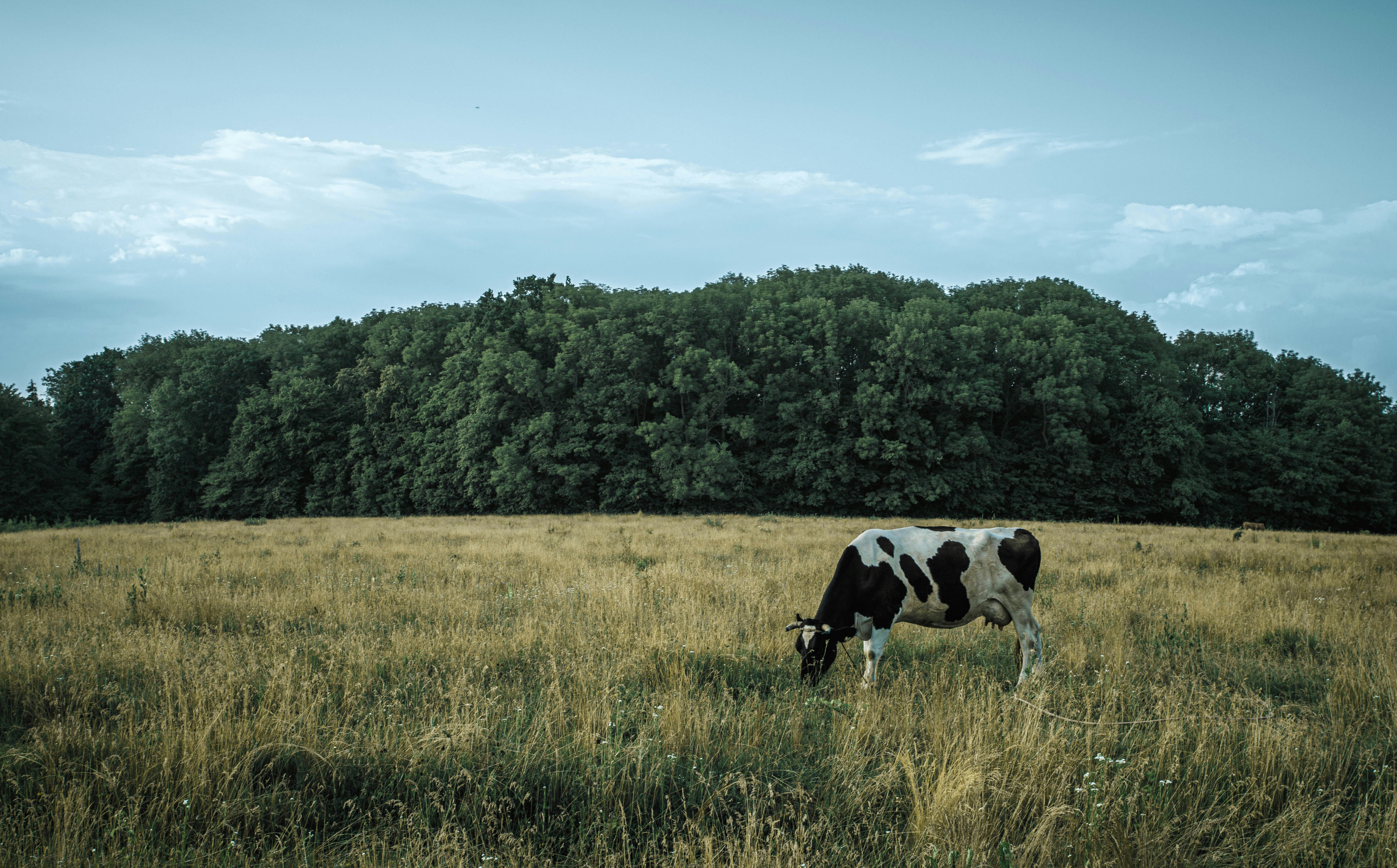 Pasture Portrait: Holstein in the Golden Field