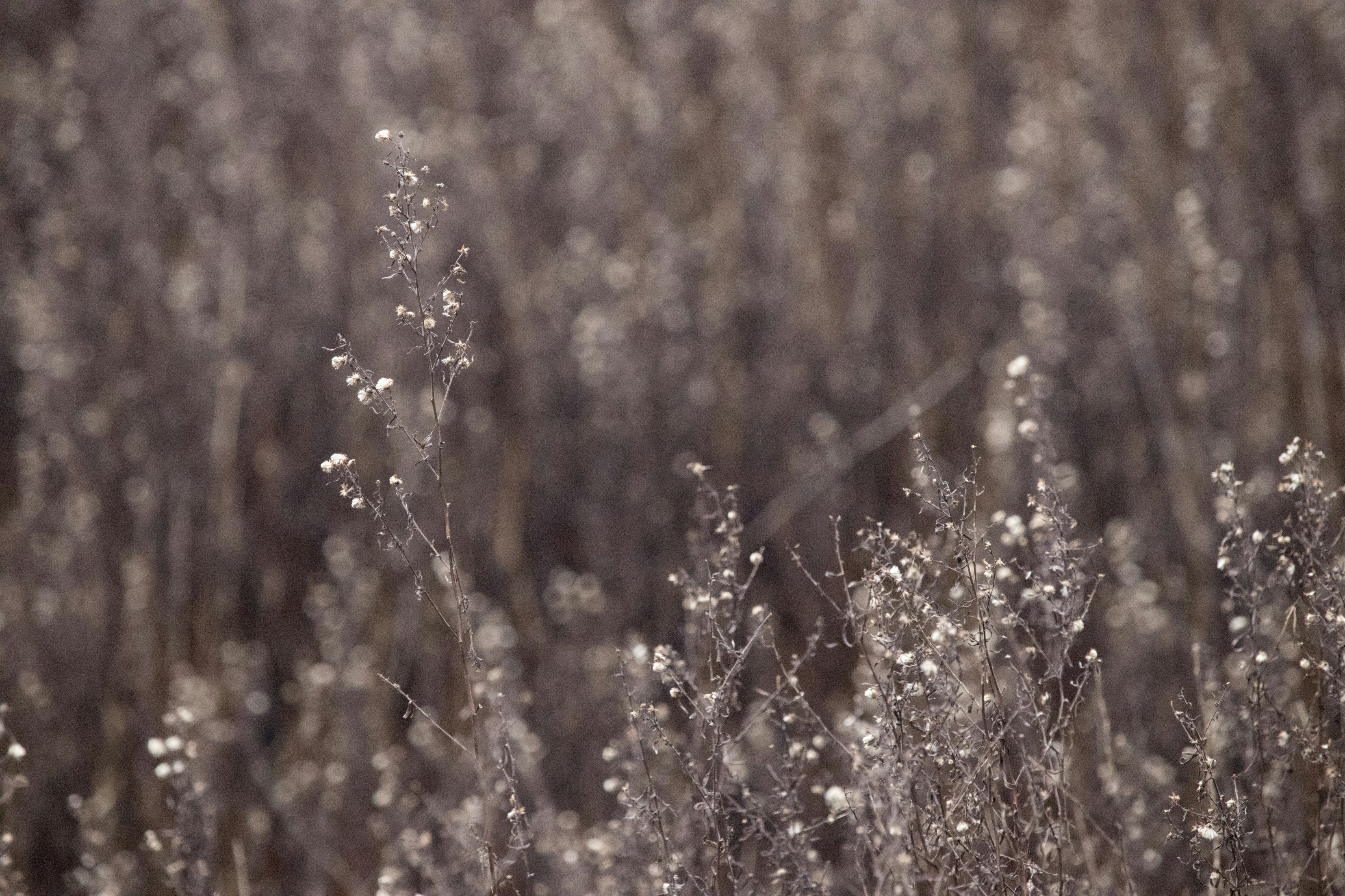 Sunlit Seed Heads in a Quiet Field