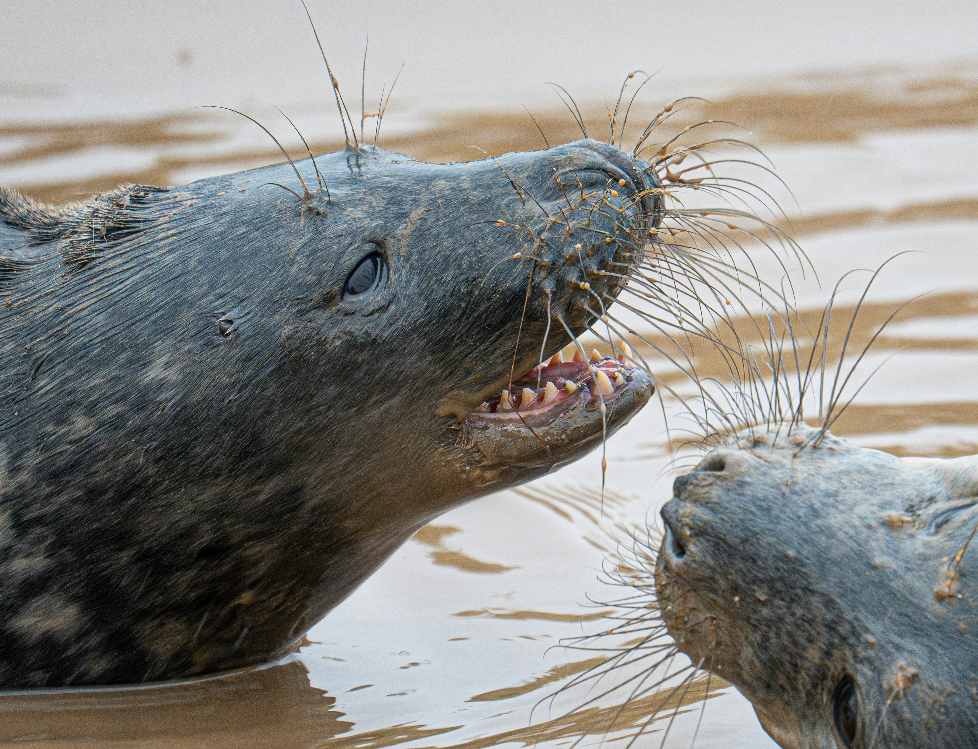 Close Encounter: Seal Pup Soothing a Larger Companion at the Waterline