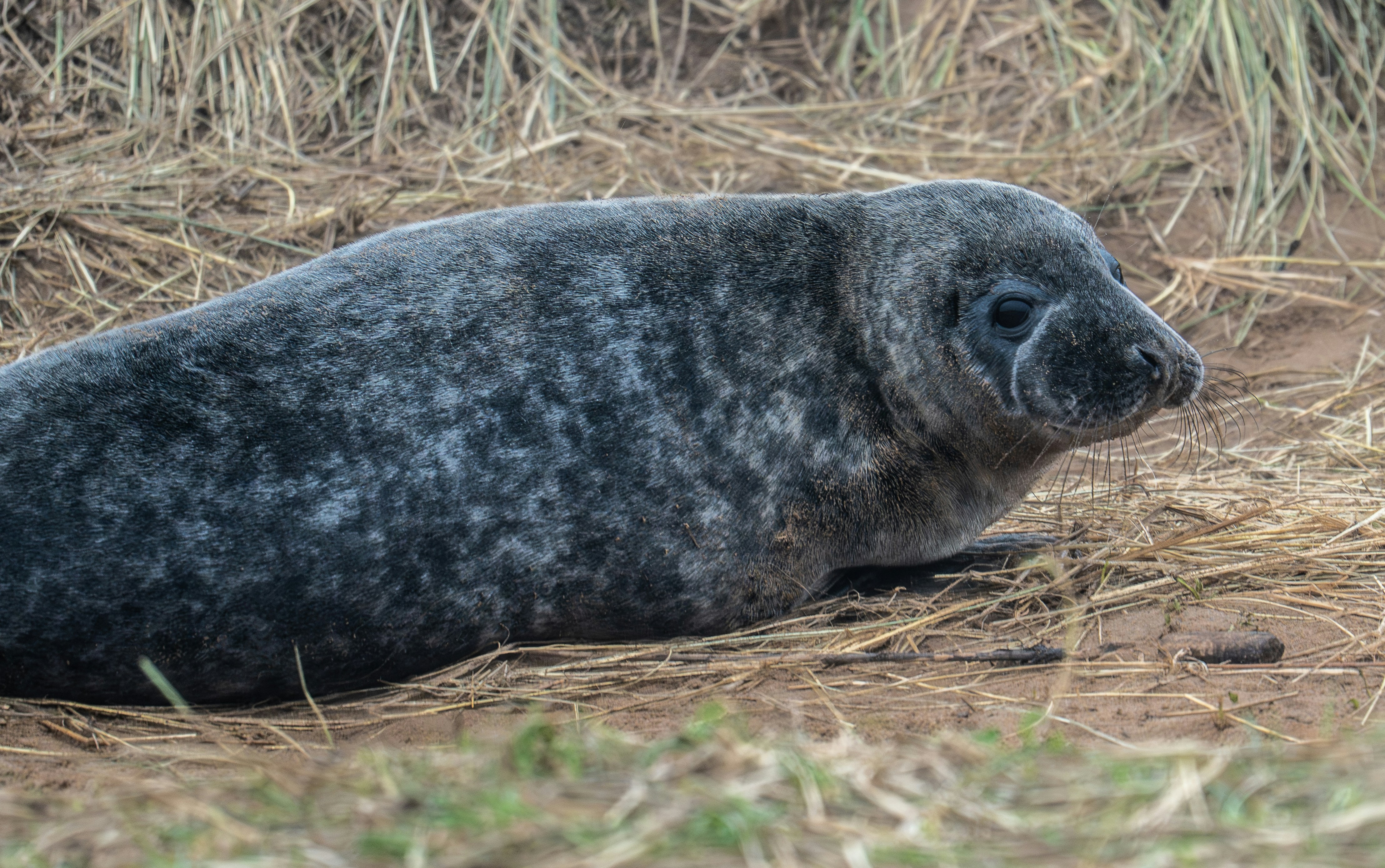 Hushed Pause: A Seal Pup Resting on Sand and Reeds