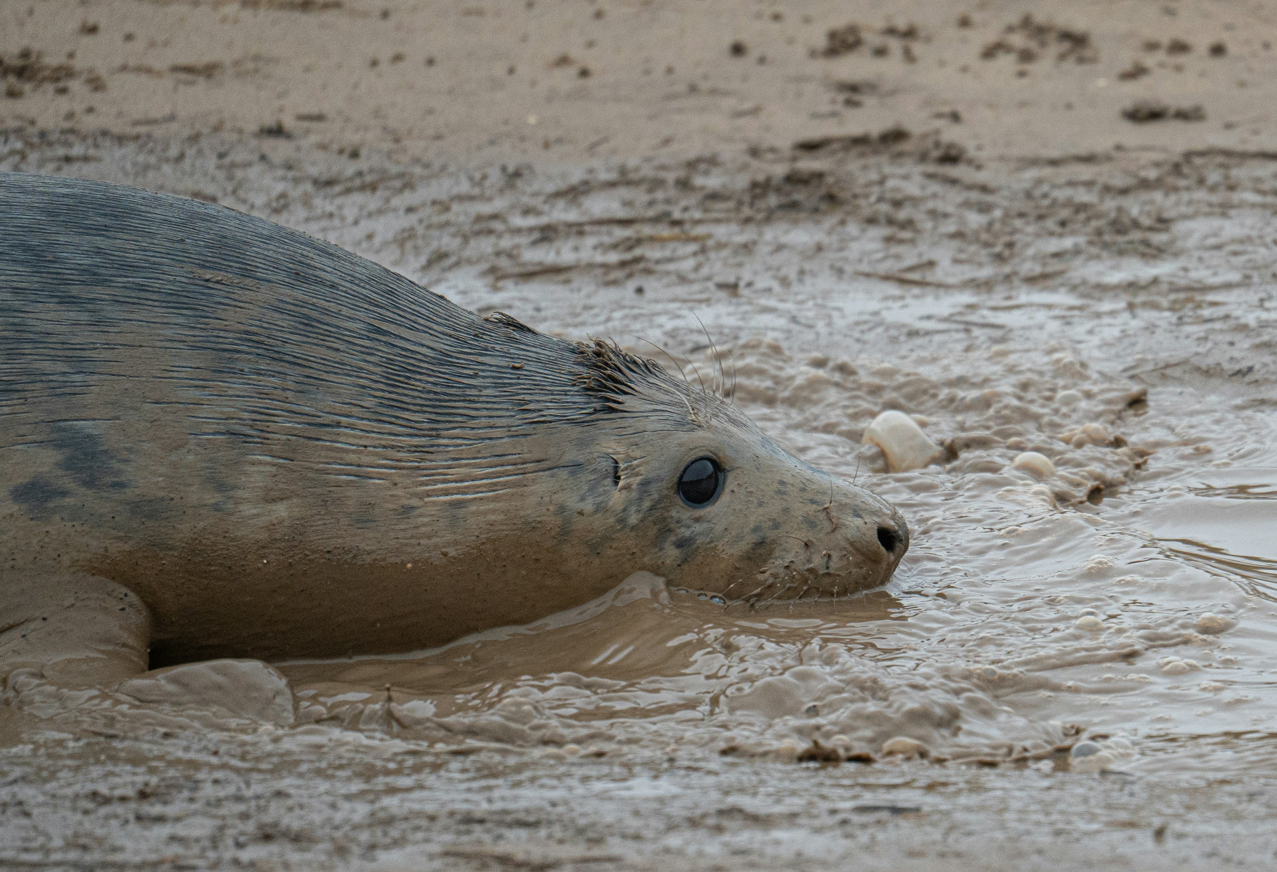 Mud-Slicked Harbor Seal Resting in Coastal Mud