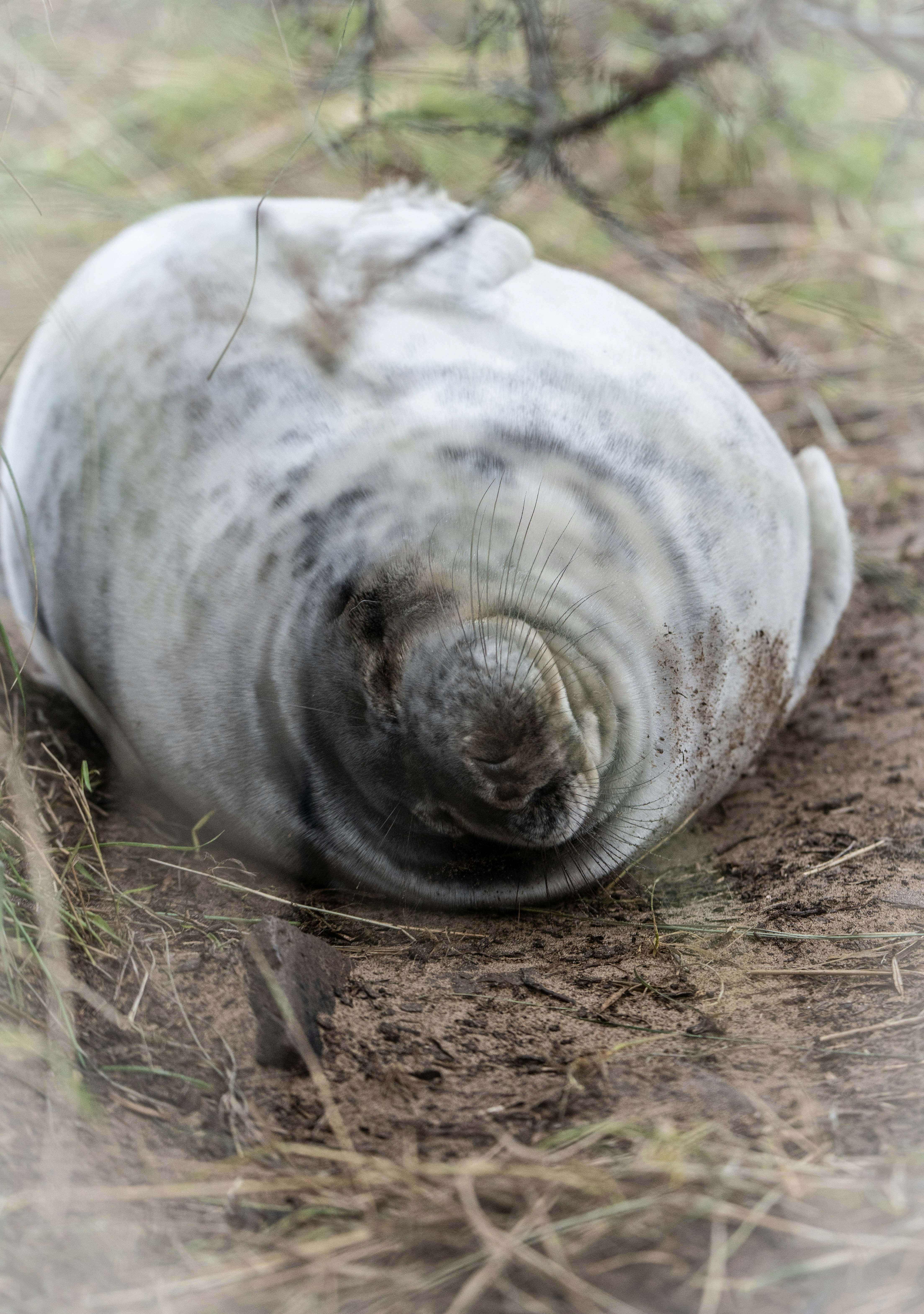 Resting whale seal on sandy shore cut by grass and soft blur