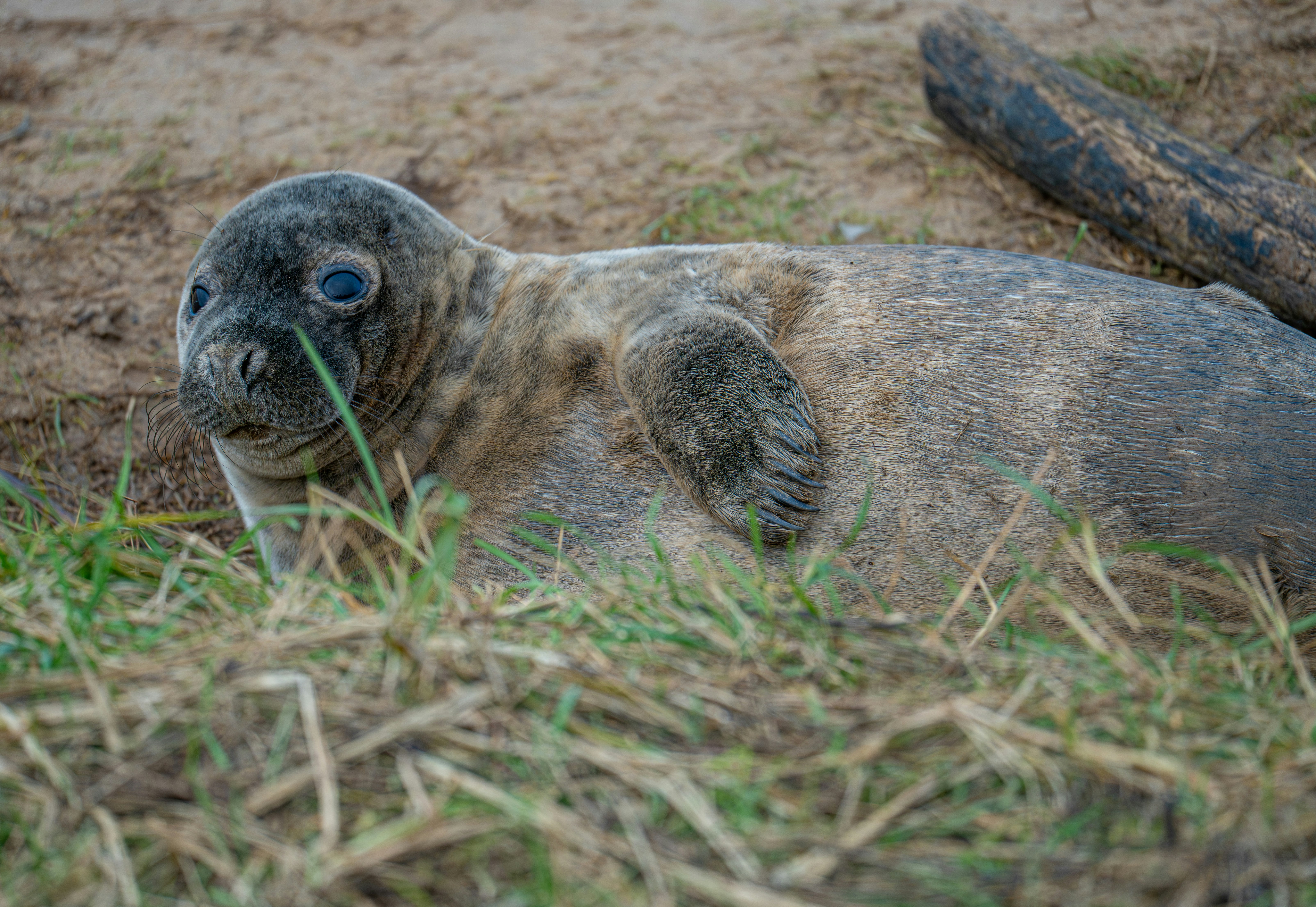 Resting pup on a sandy shore with a blade of grass crossing its face