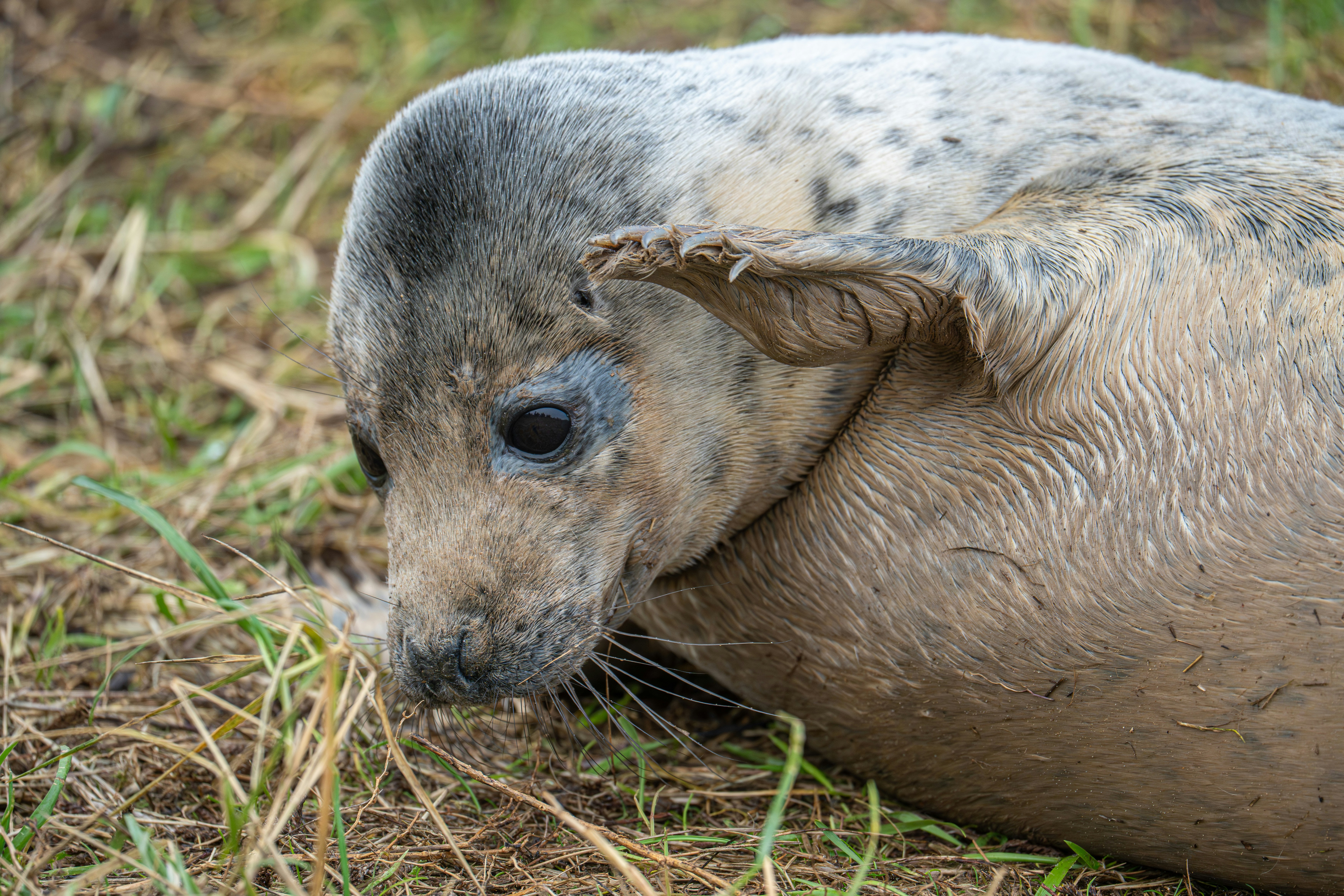 Hidden Harbor Resident: A Young Seal Resting Among Grass and Sand