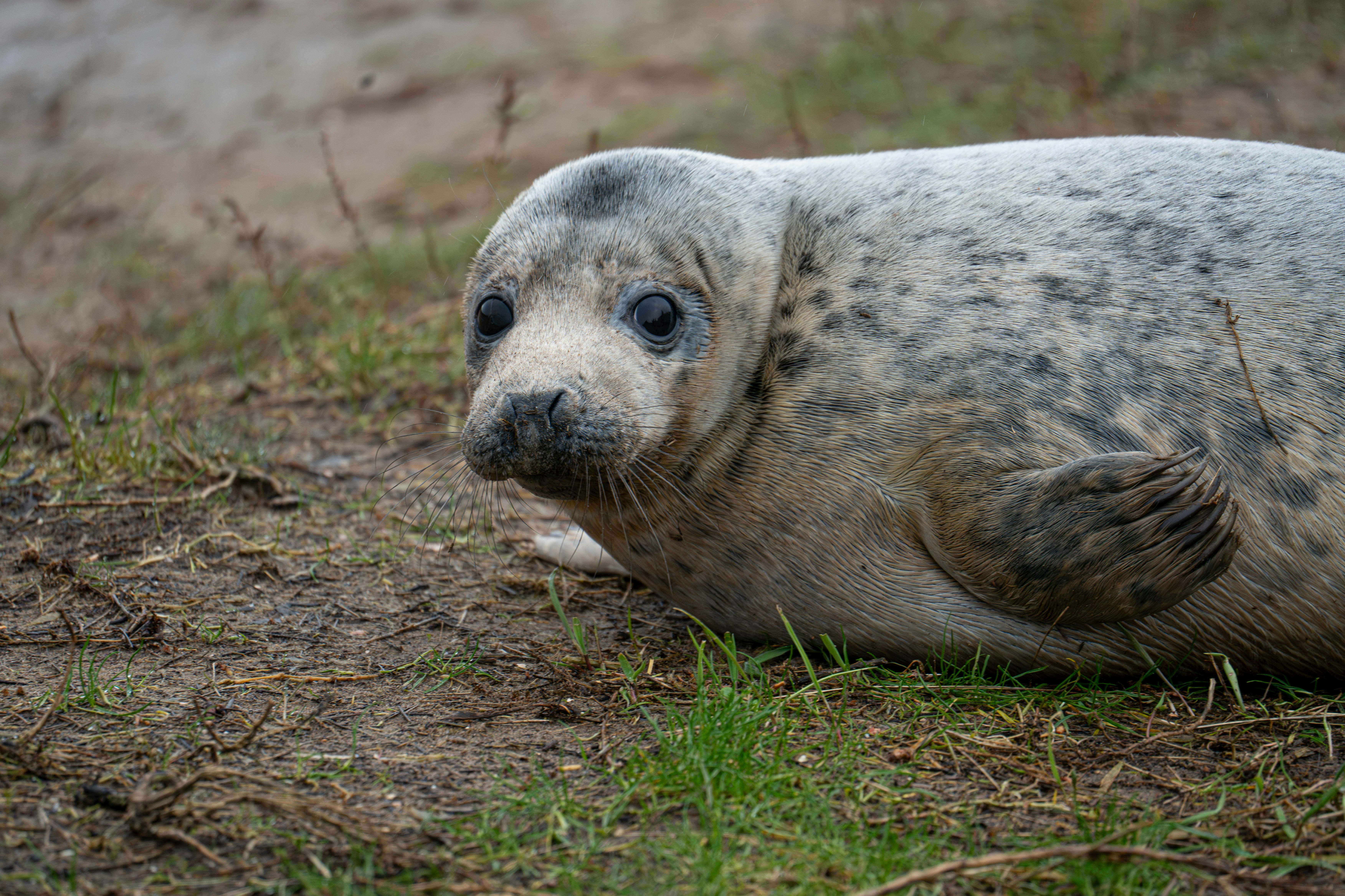 Curious Harbor Pup Resting on Mud and Grass