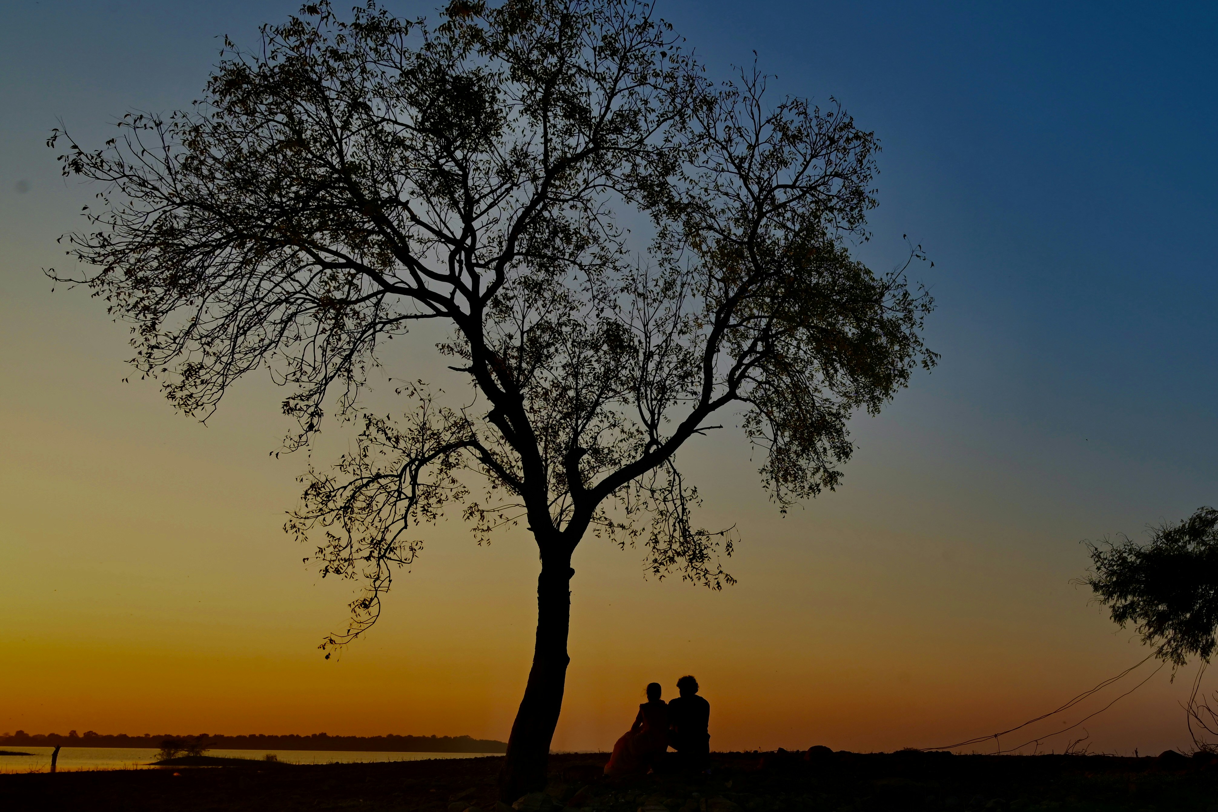 Silhouette at Dusk: A Quiet Moment Beneath the Treetop
