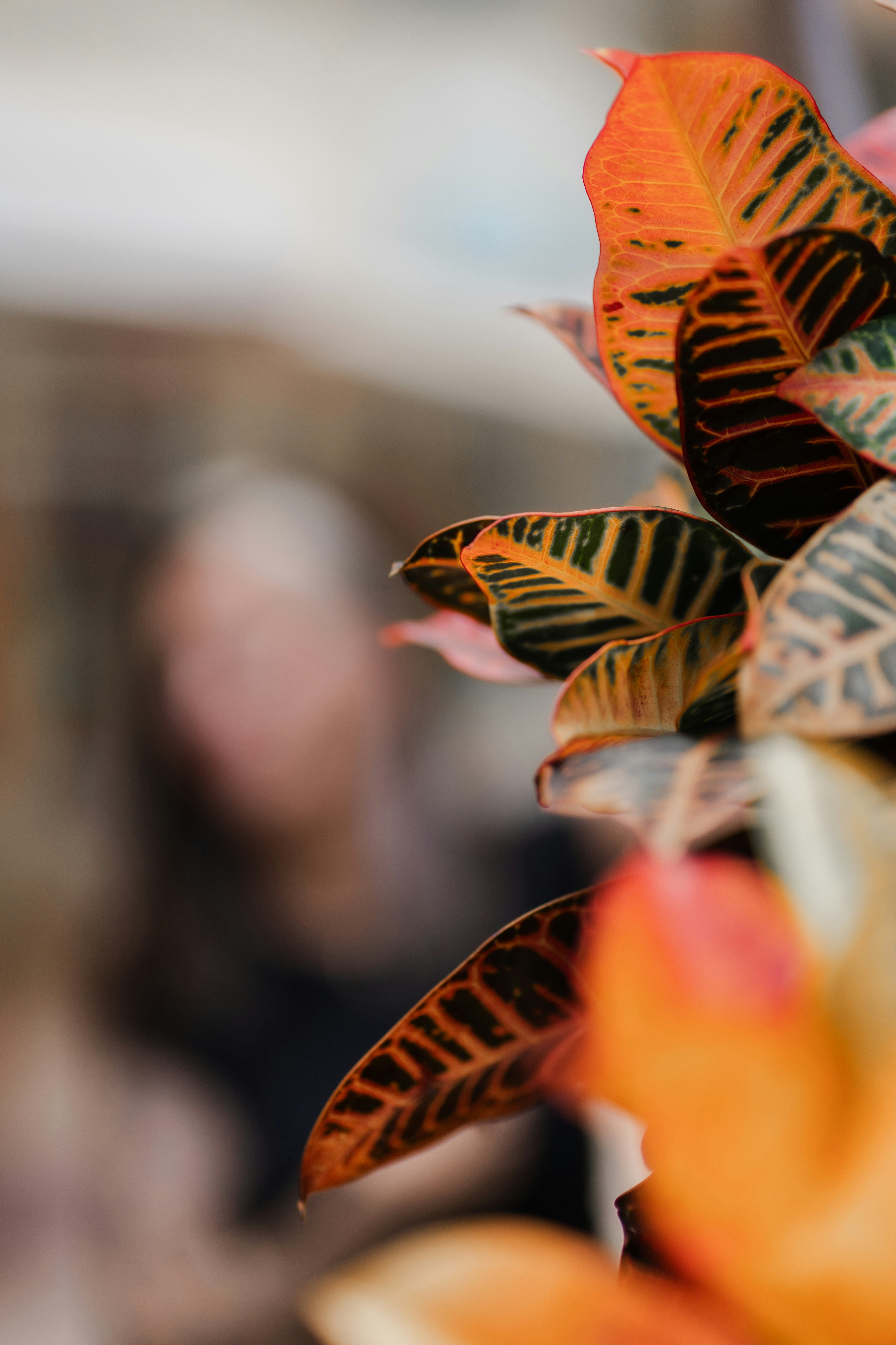 Vibrant Croton Leaves in Soft Focus Frame