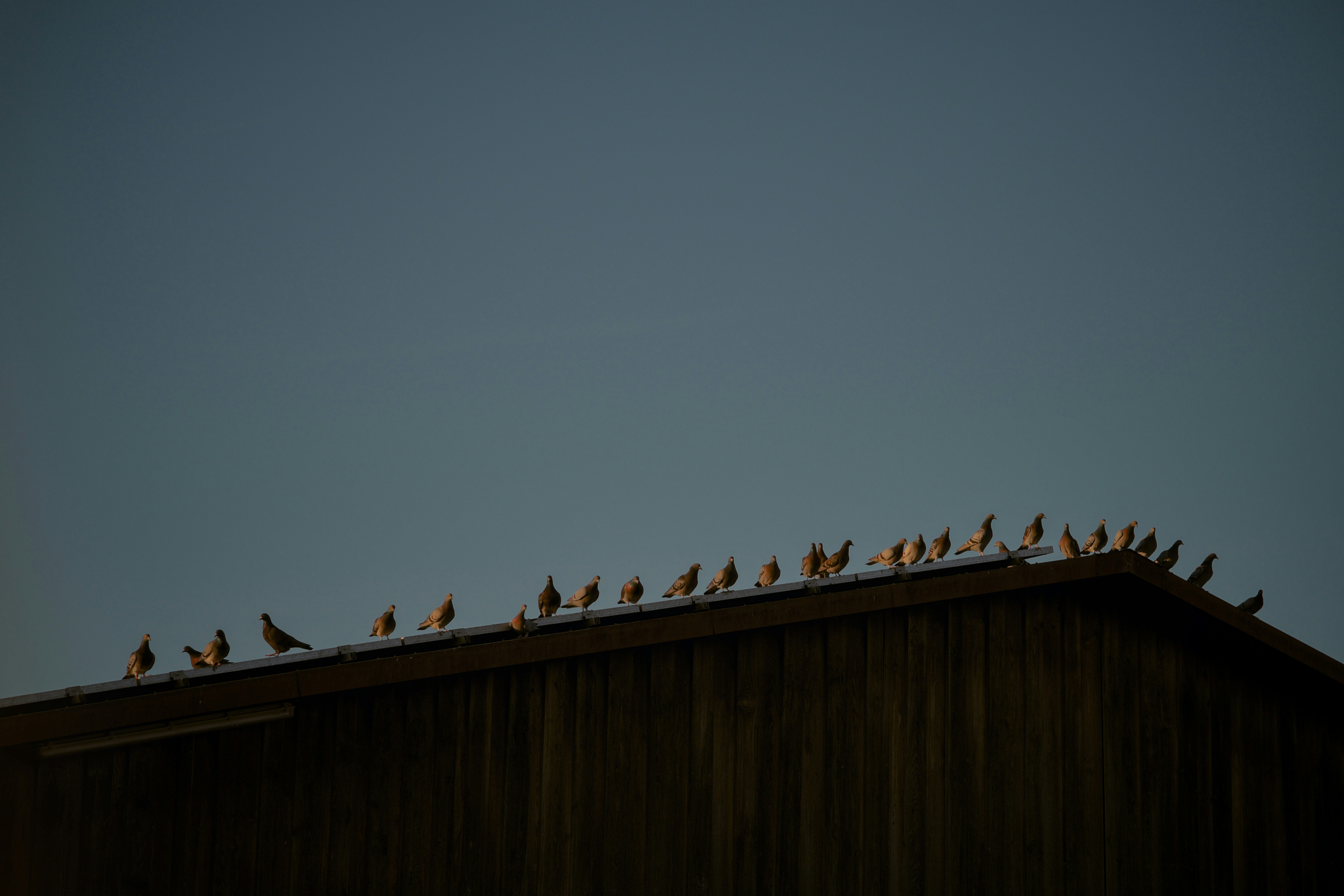 Row of Seabirds Perched Along a Roofline at Dusk