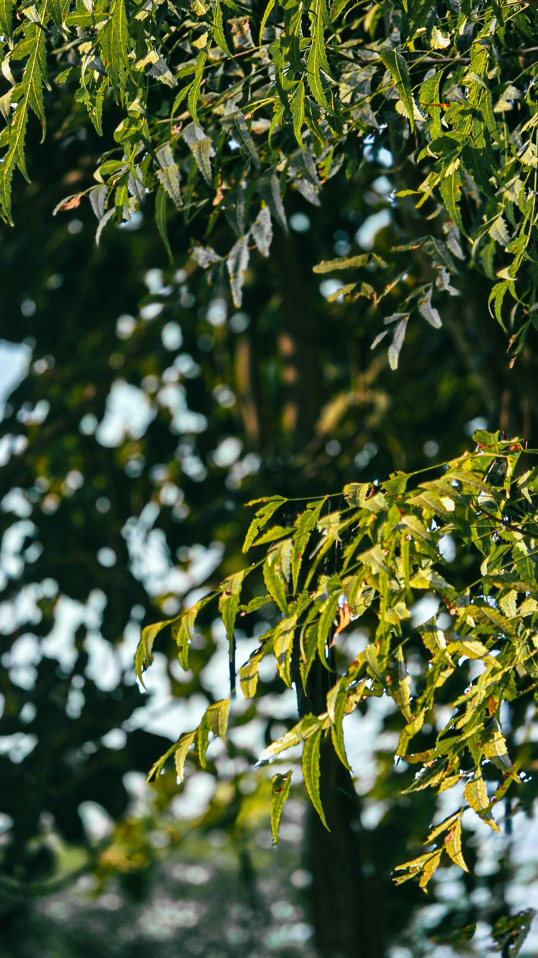Hojas verdes en una rama de árbol bajo el sol. foto – Imagen de Planta ...