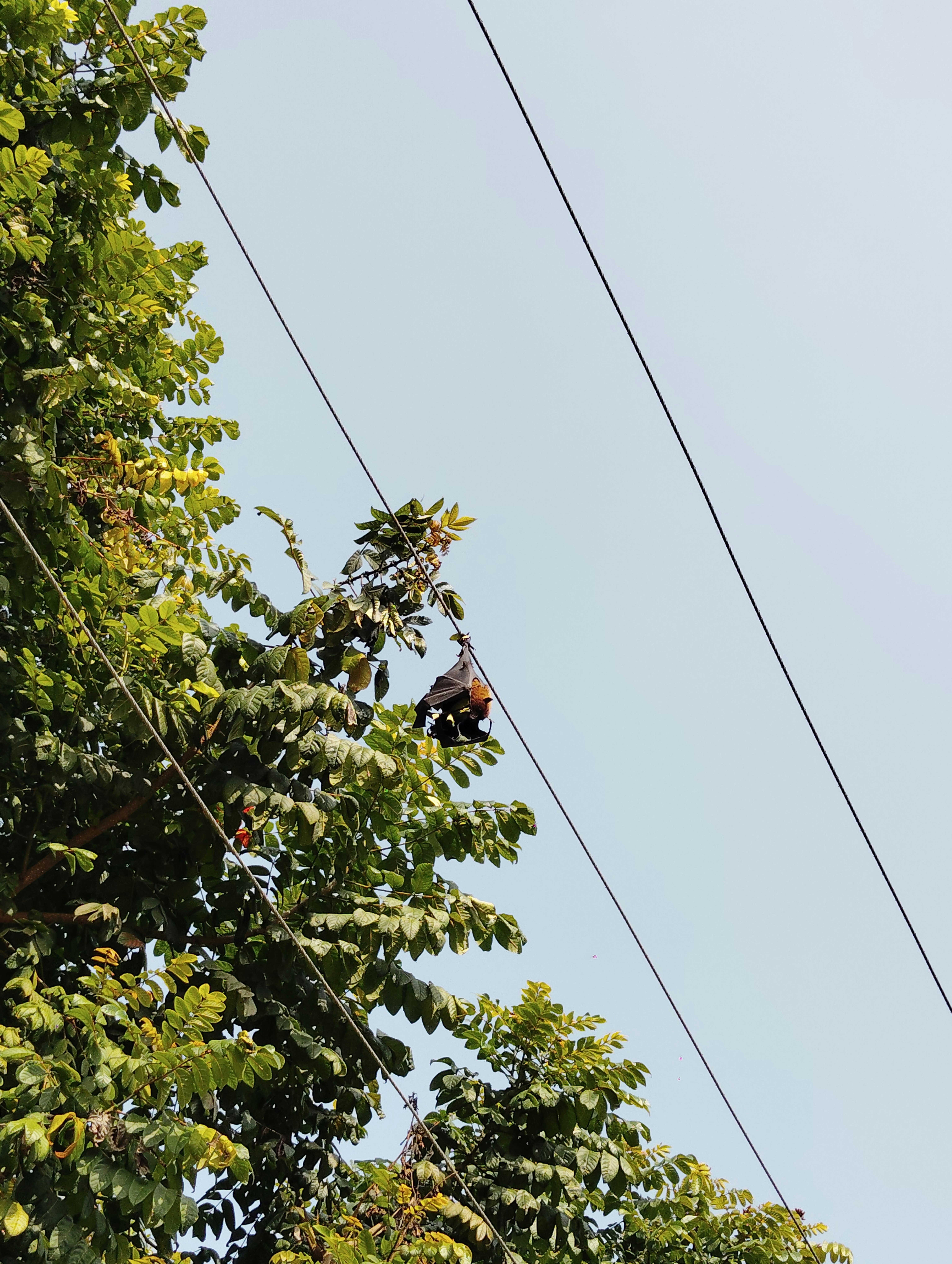 A bat hangs upside down from a tree branch. photo – Free Animal Image ...