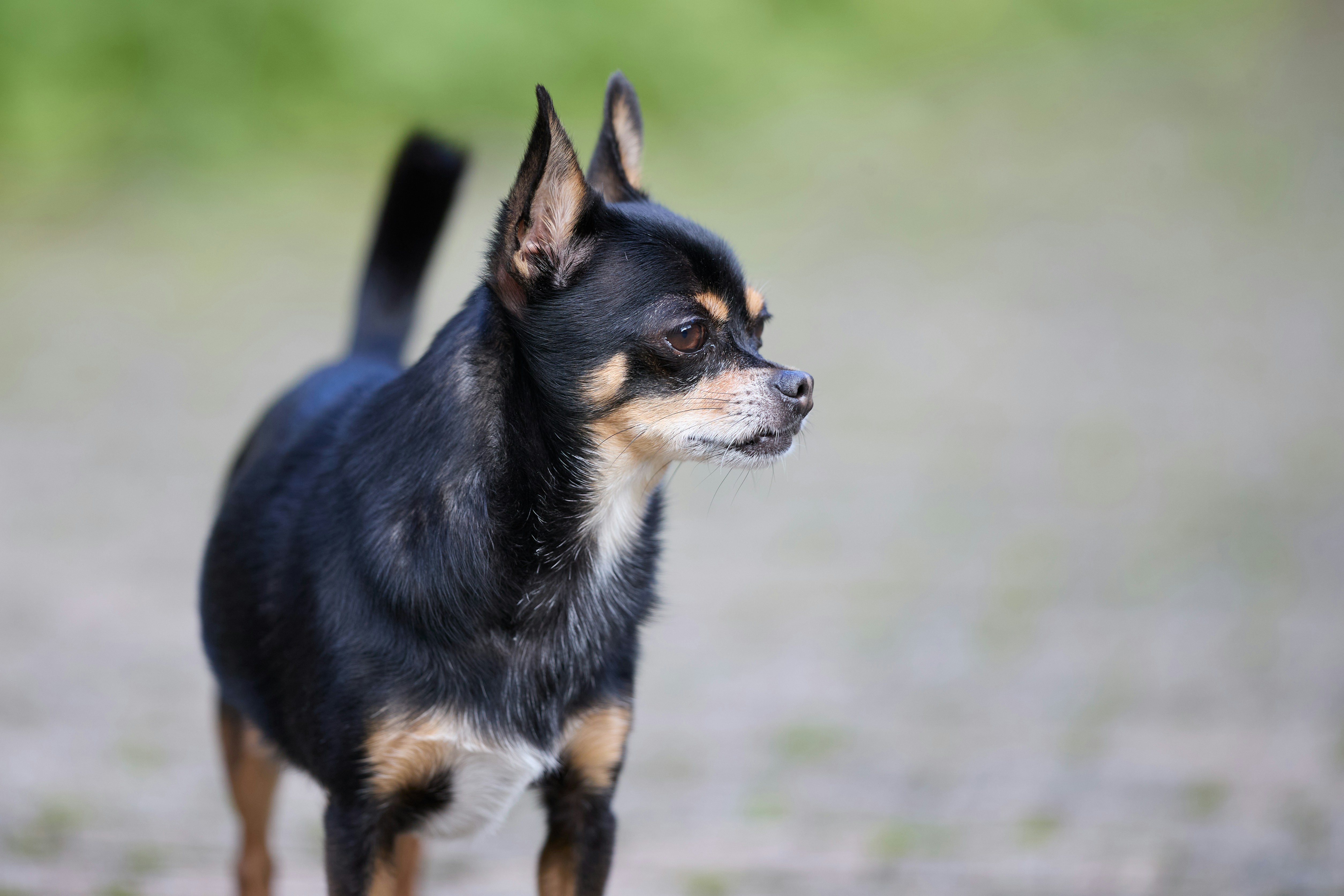 Adorable black and tan chihuahua standing alertly outdoors, gazing intently into the distance with perked ears. A focused and charming companion in a natural, blurred setting.