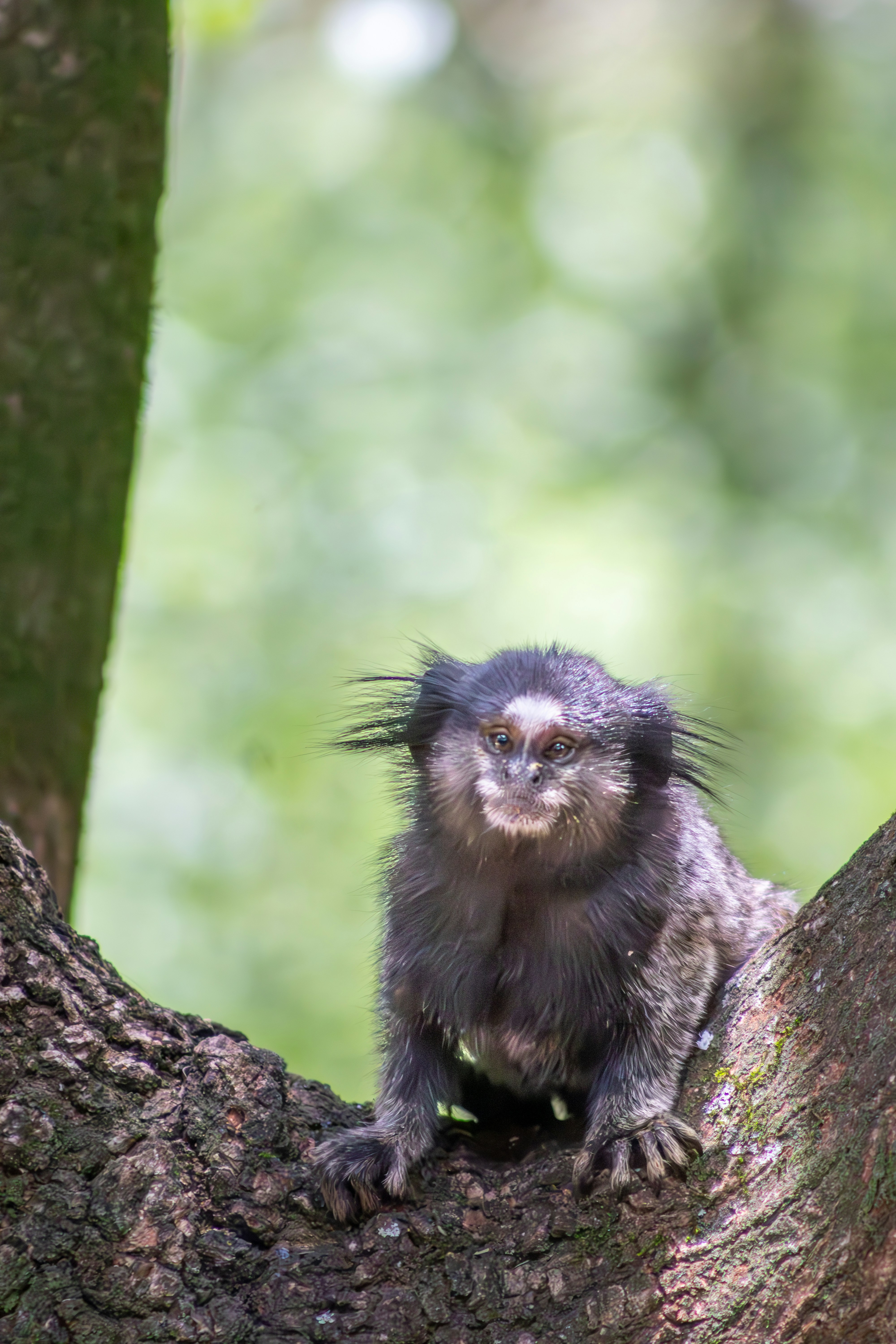 Curious Pygmy Squirrel Perch
