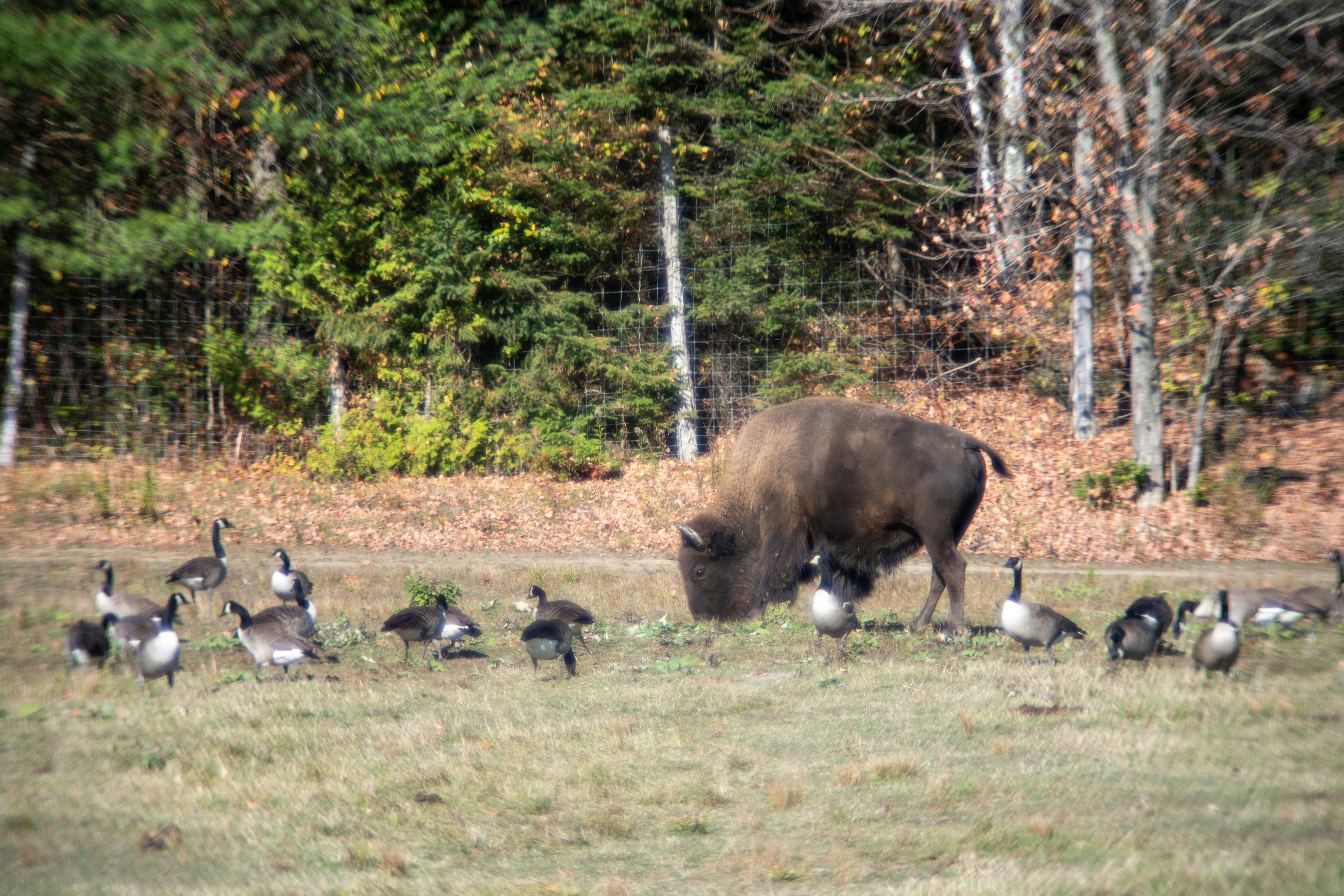 Graze and Gulls: A Buffalo and Flock in a Sunlit Clearing