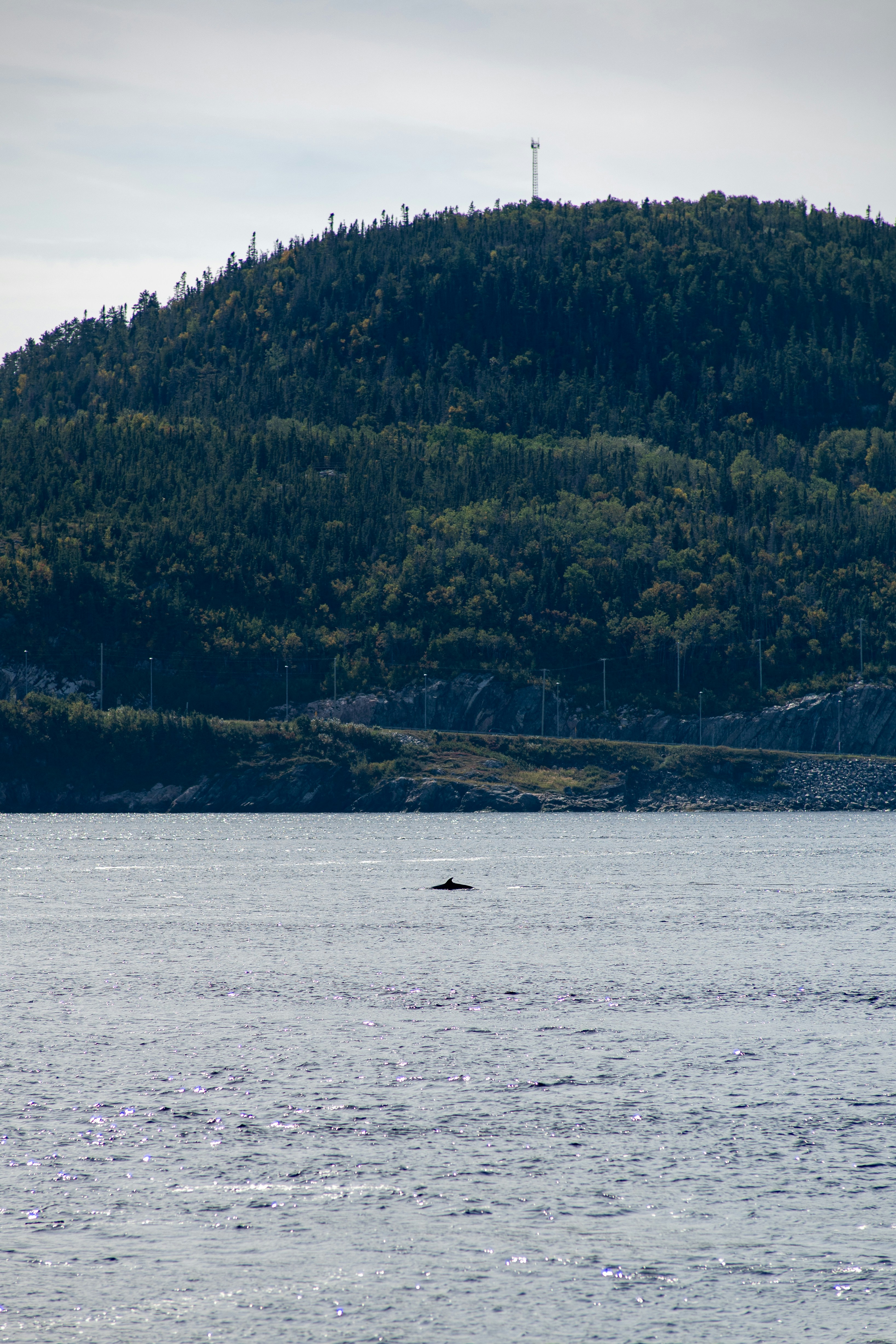 Whisper of a Whale: A Distant Crest Surrenders to Calm Bow of Sea