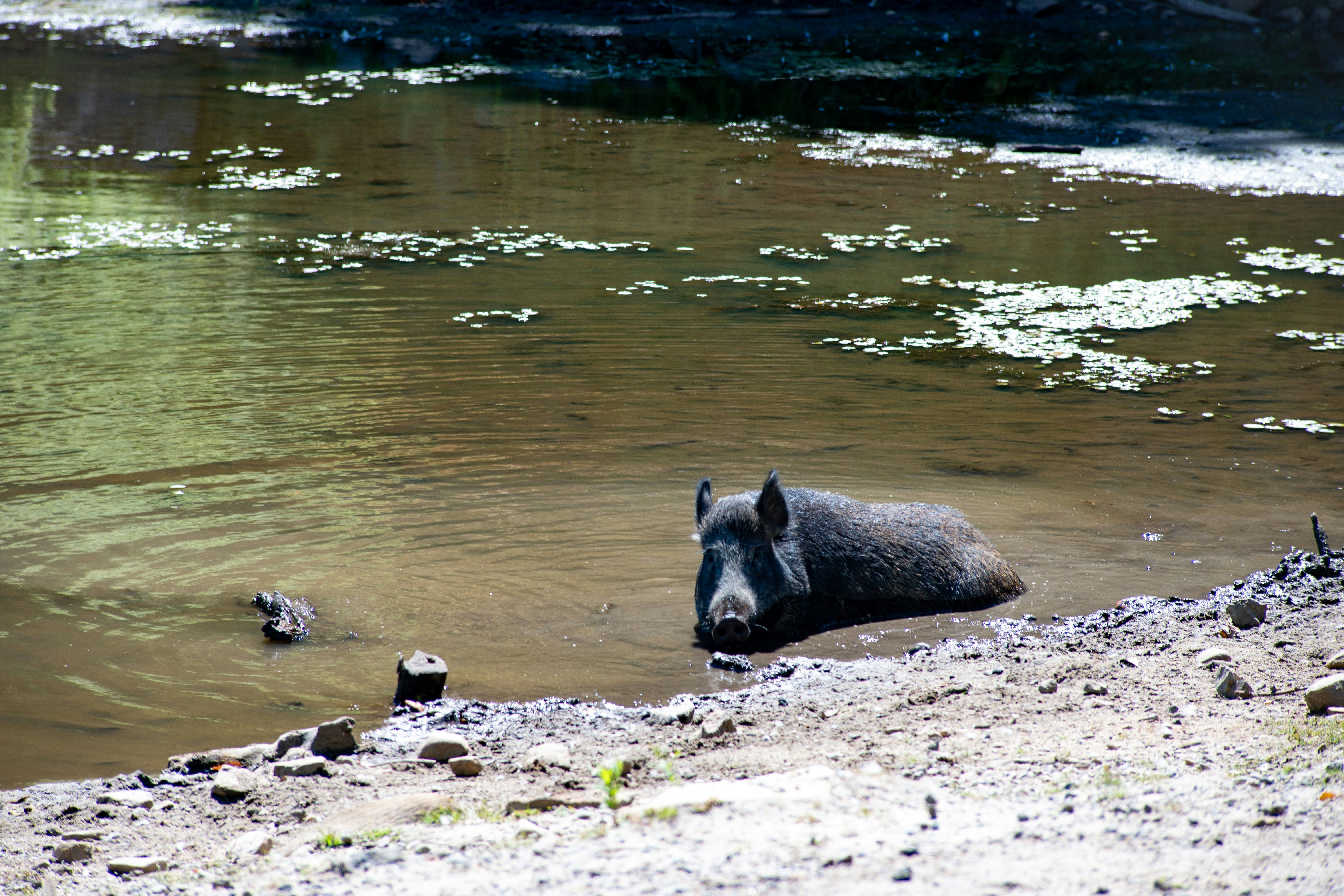 Mudskipper Spirit: A Boar Lounges at a Riverbank