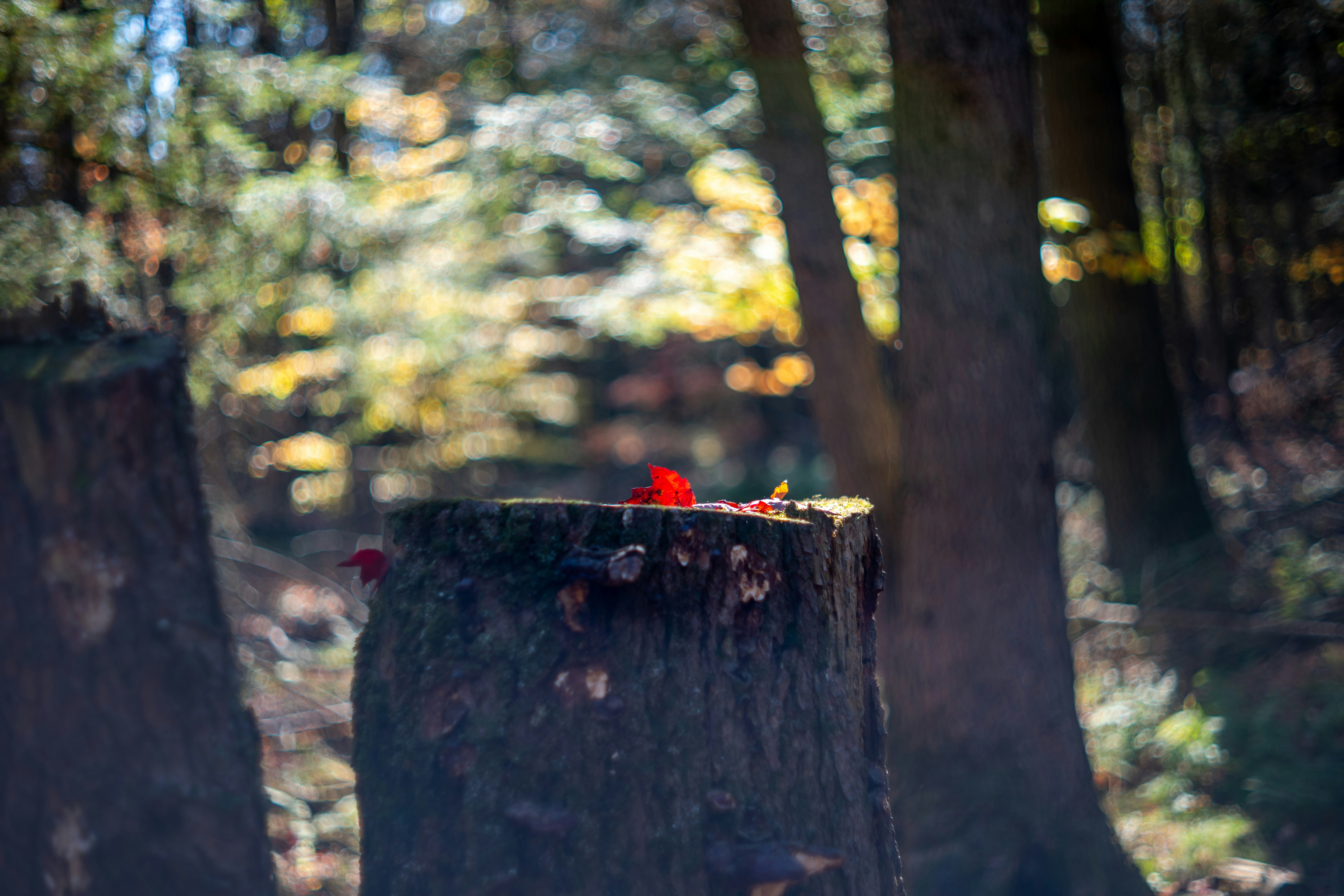 Stump Spotlight: Quiet Autumn Light Filtering Through Pines