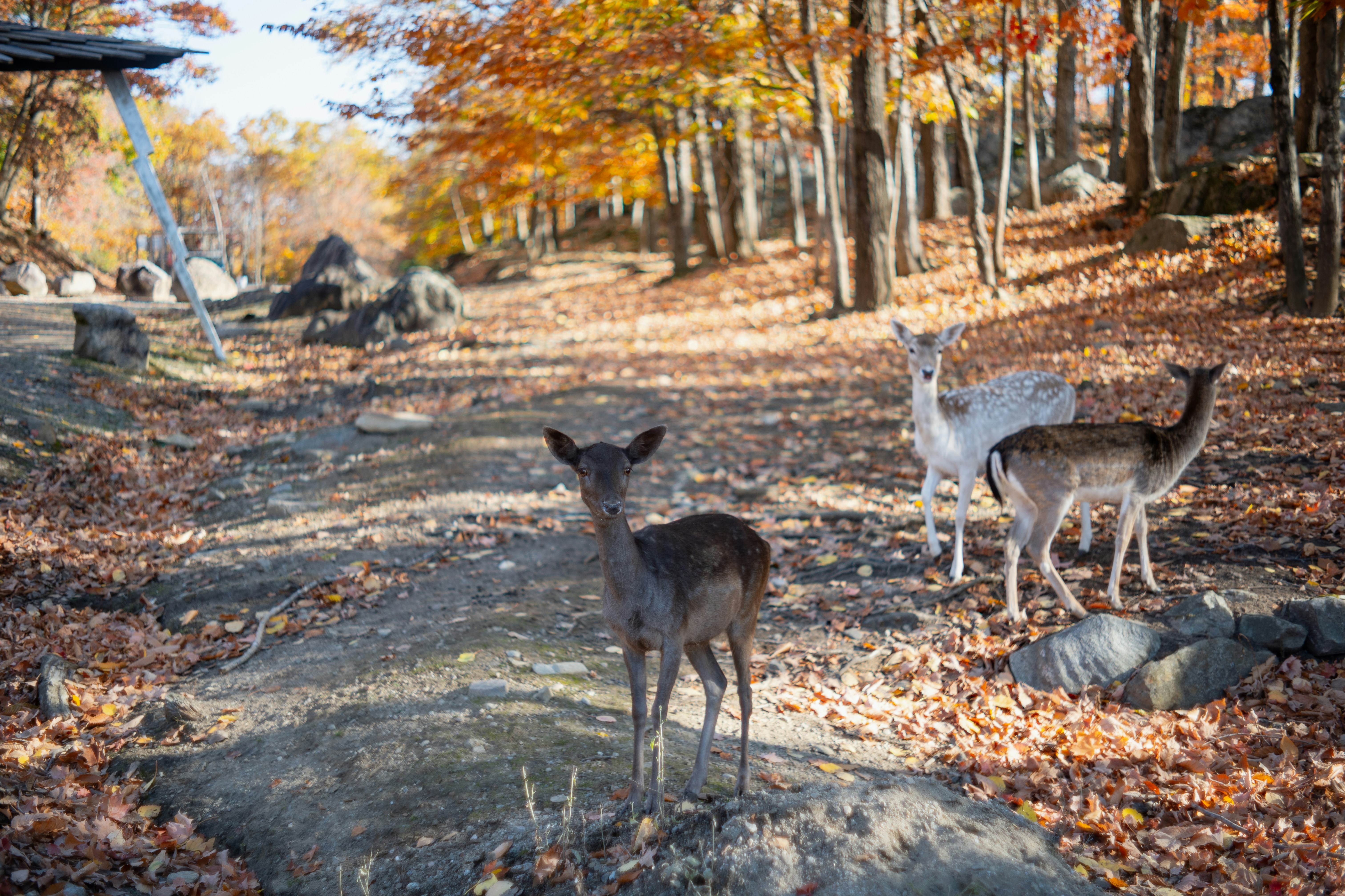 Autumn Pathway: A Pair of Deer Pause Amid Golden Leaves