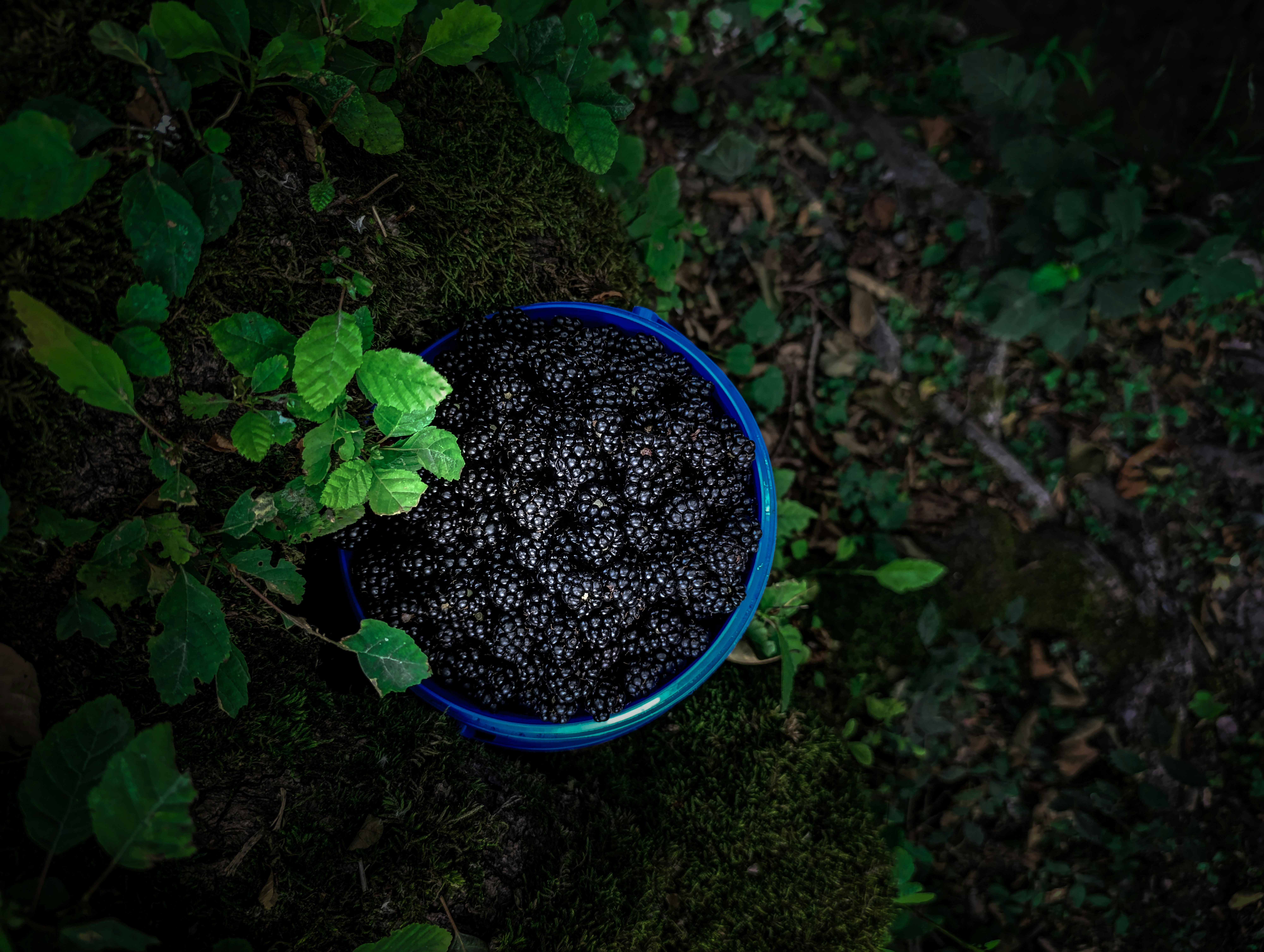 Bucket full of ripe blackberries in a forest