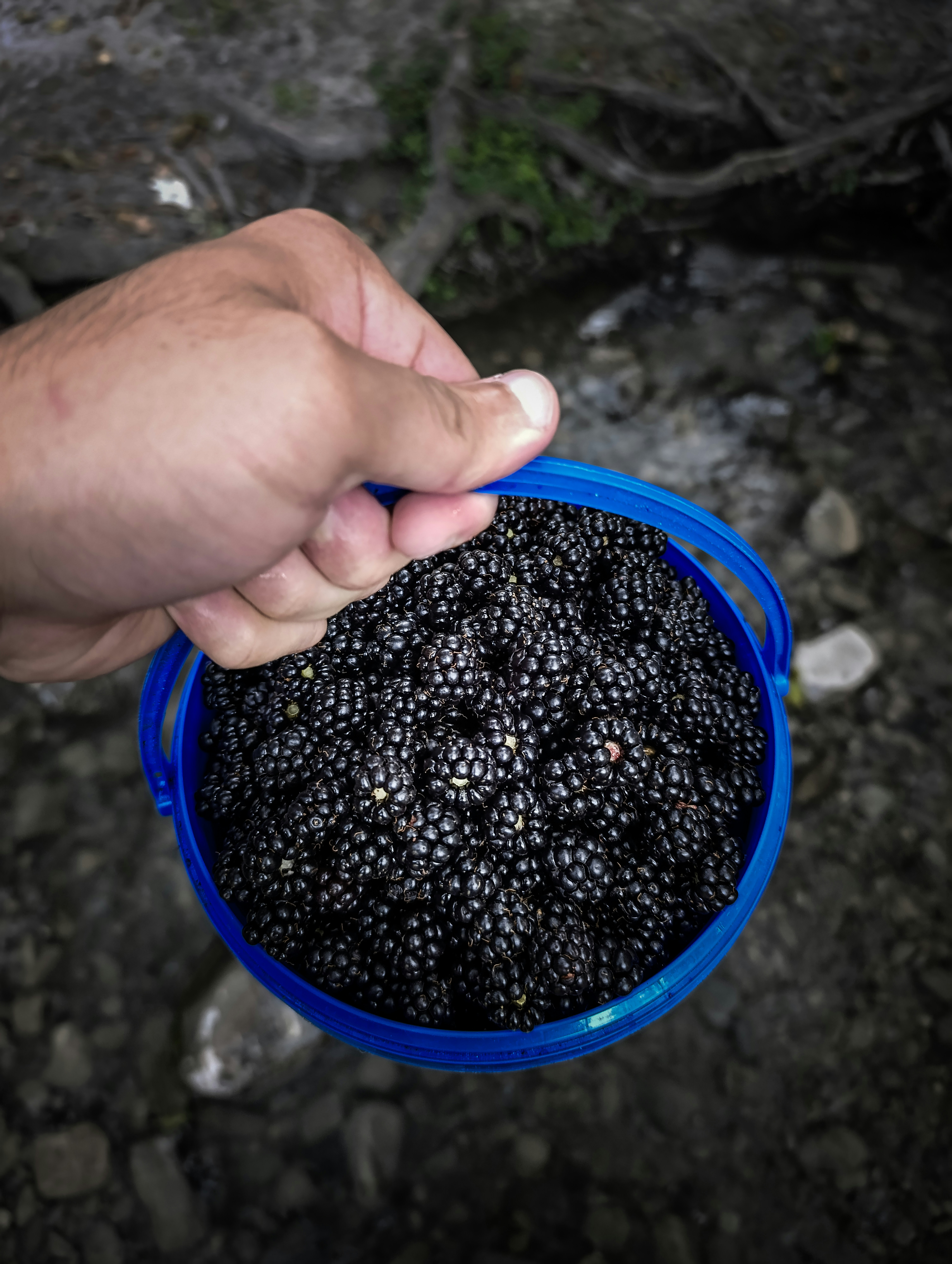 Hand holding a blue bucket full of blackberries