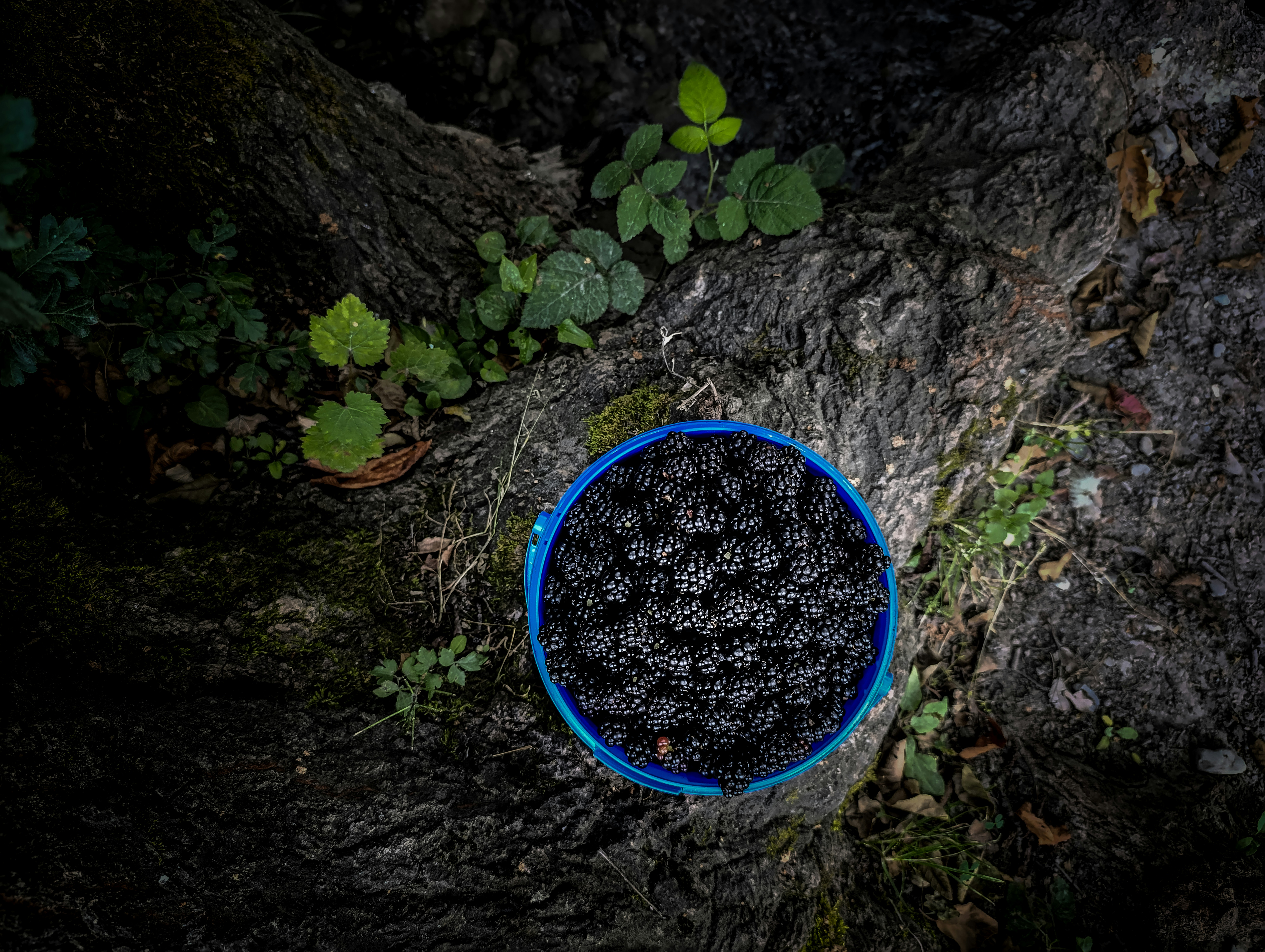 Blue Buckets of Berries: A Ground-Level Harvest Scene