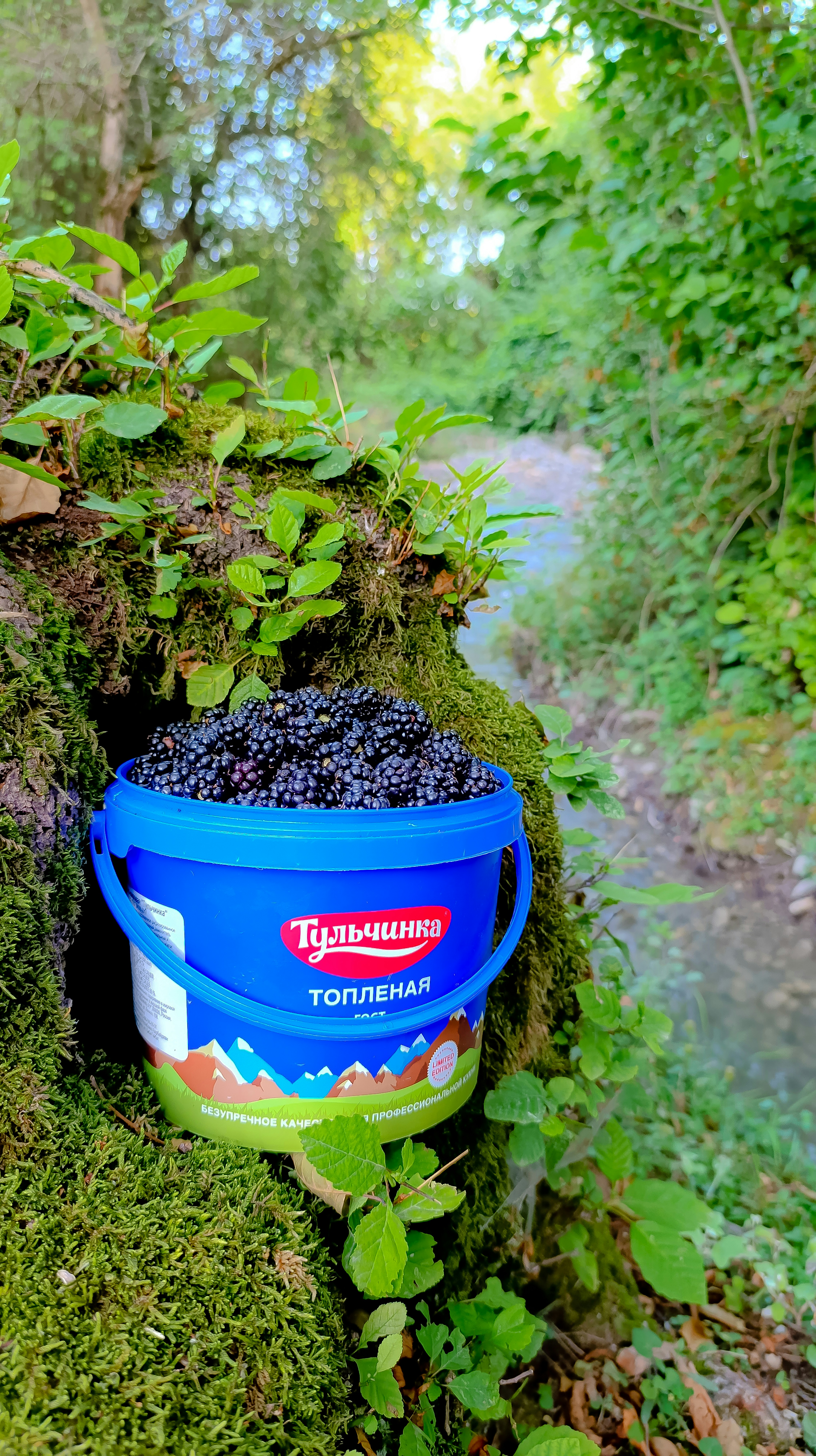 Bucket of berries in a lush forest setting