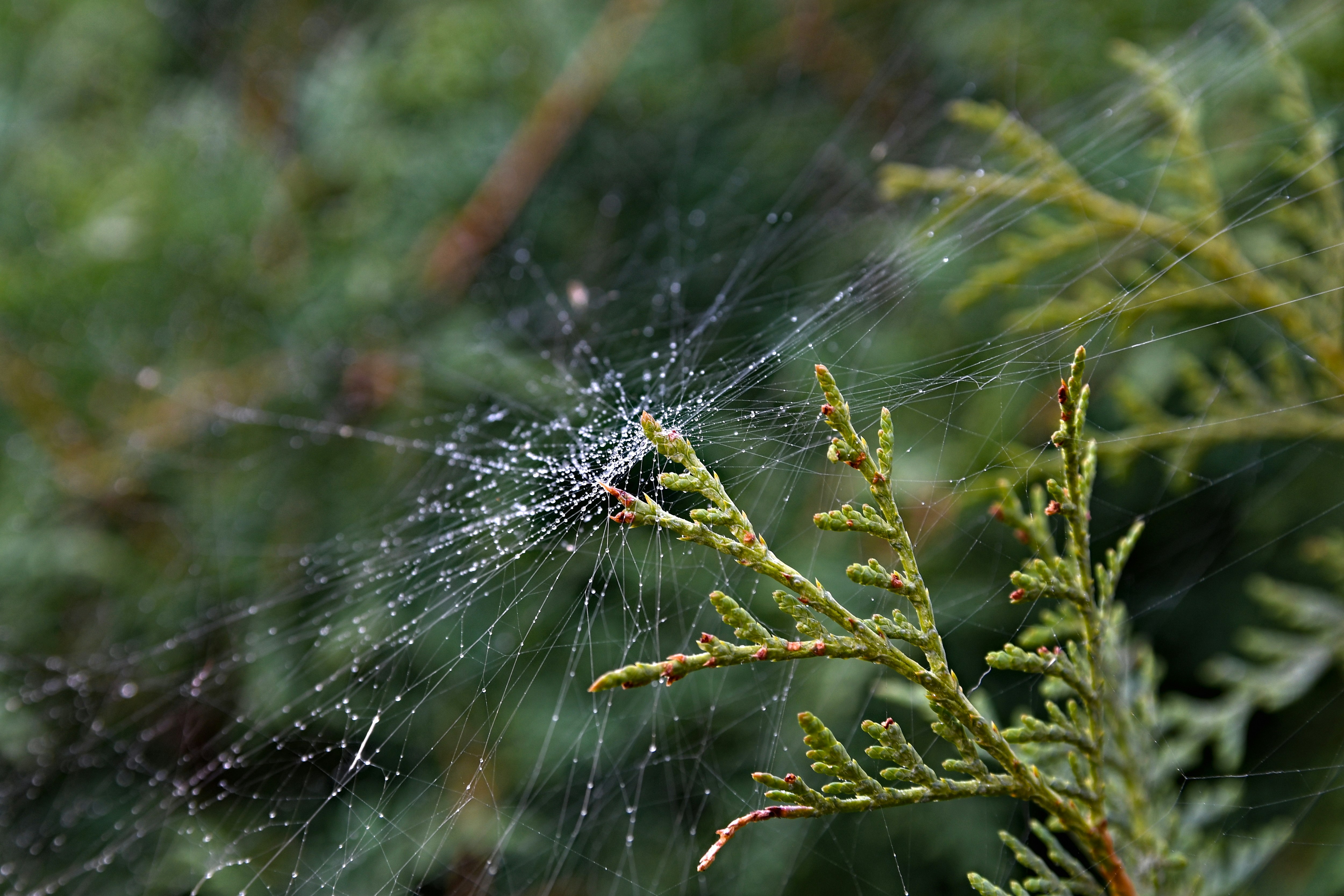 Dew-Kissed Spider Silk: Morning Veil across a Nearby Sprig