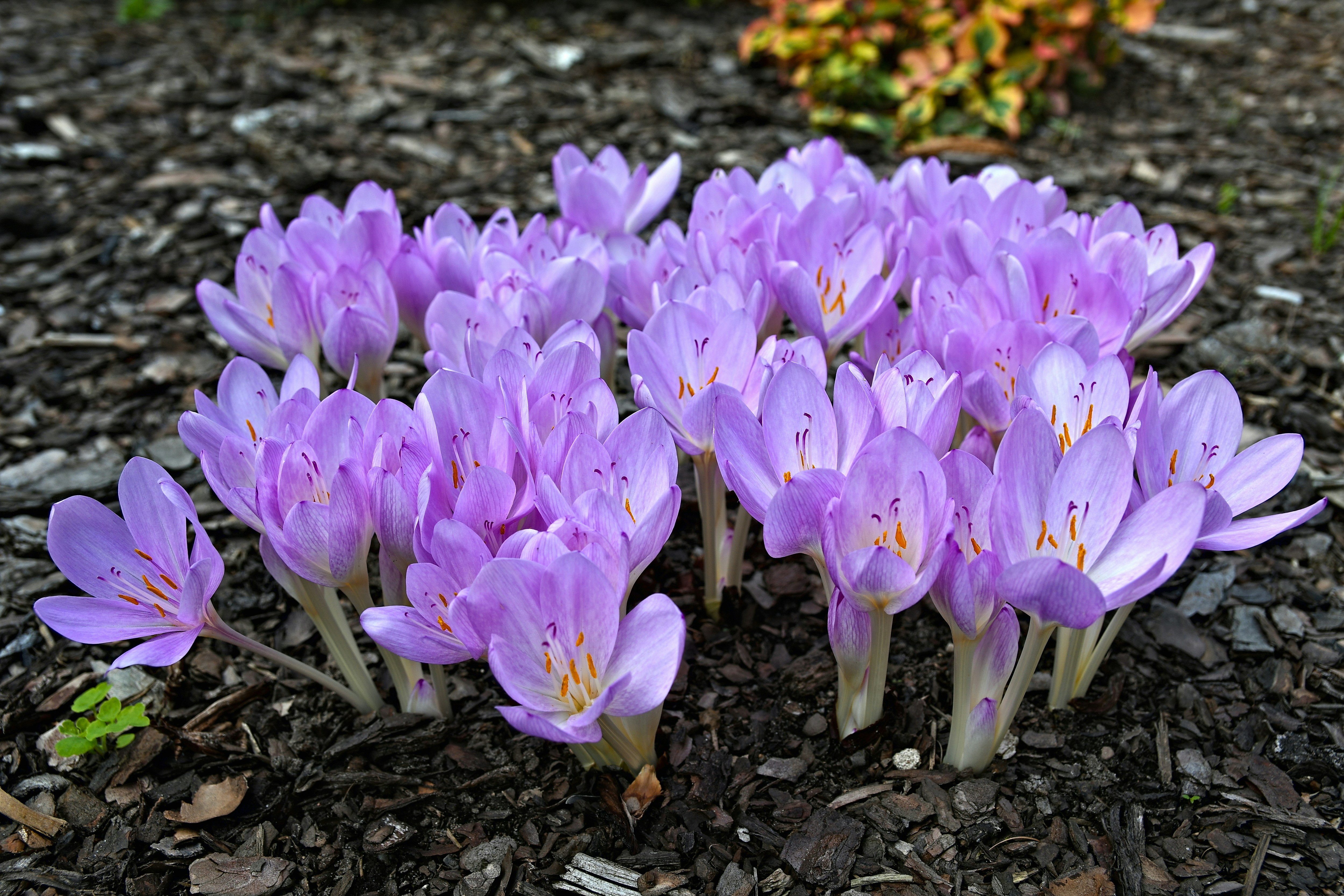 Lilac-Eyed Cloister: A Cluster of Violet Crocuses Anchored by Soil and Mulch