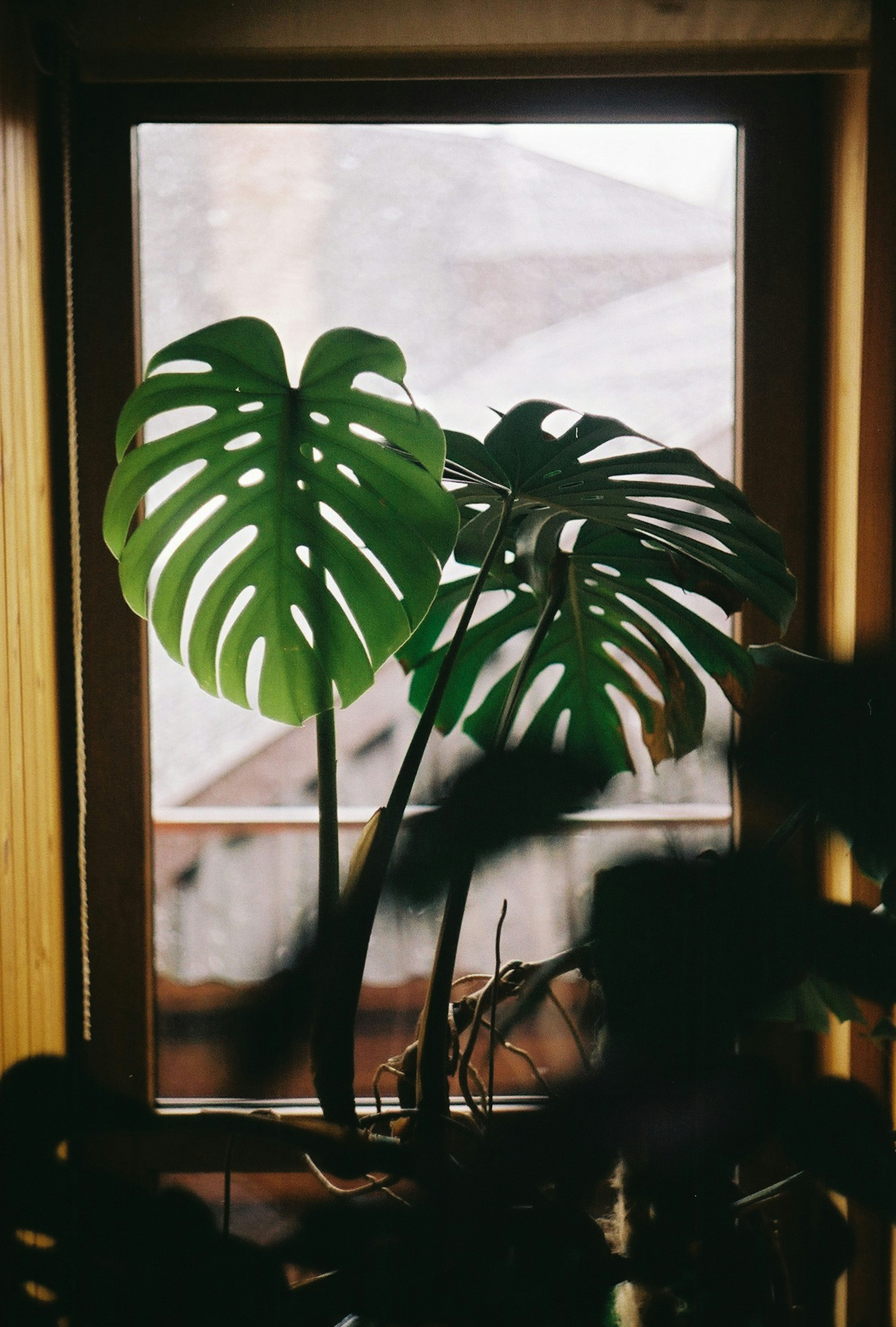 Even during the coldest winter, you can find a plant that wants to grow