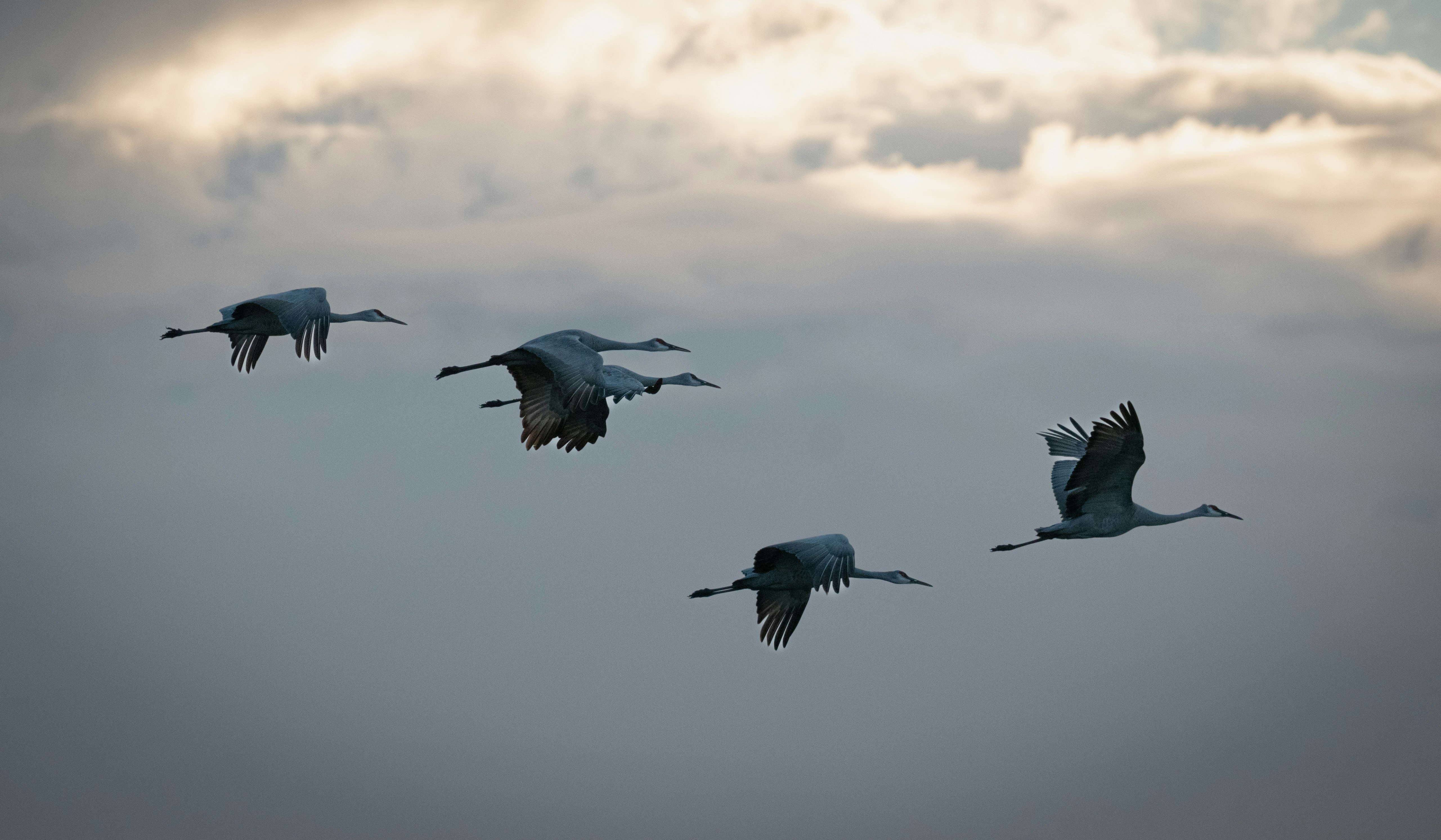 Fluent Formation into the Dusk