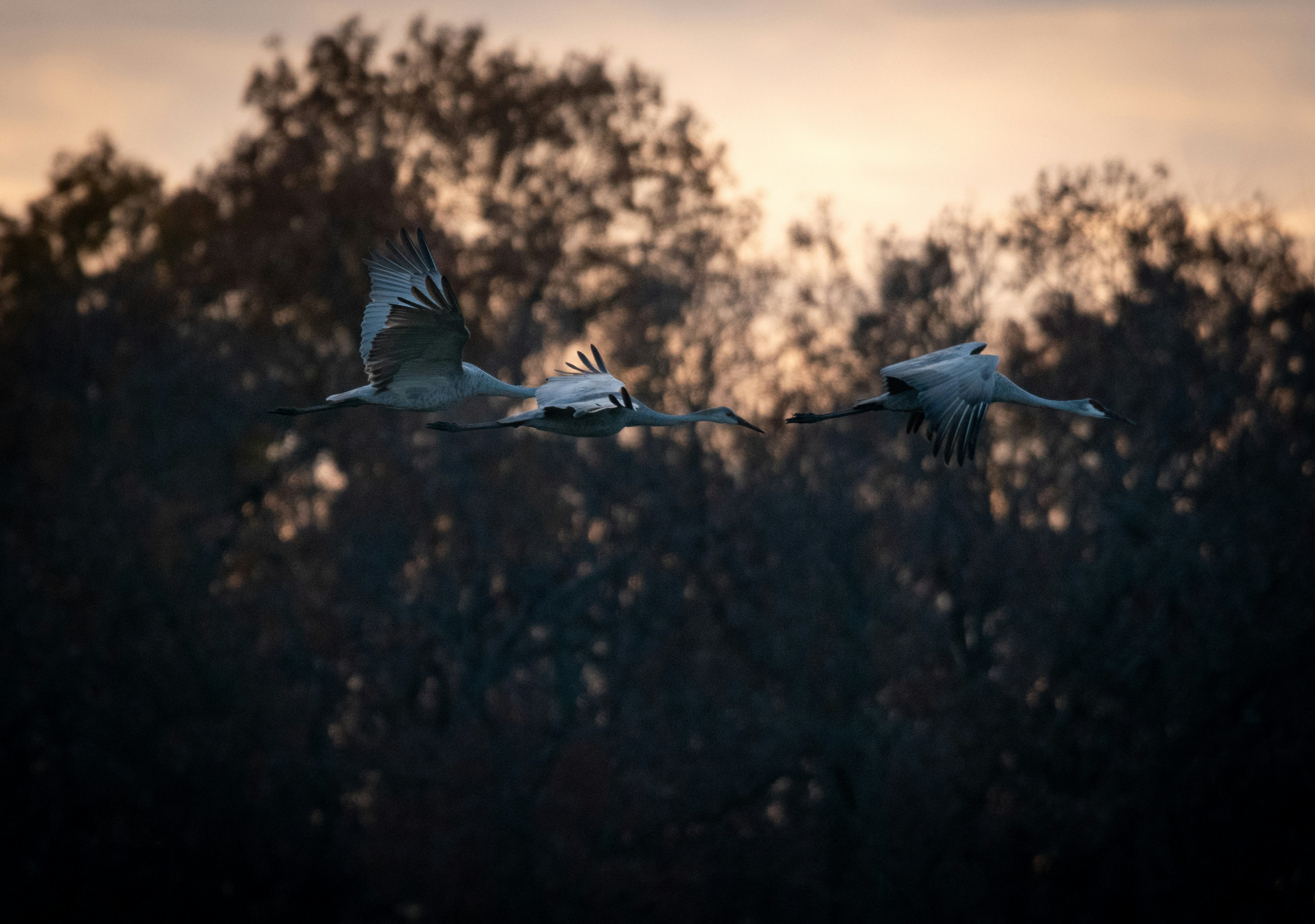 Three Cranes in Flight at Dusk Over a Silent Forest