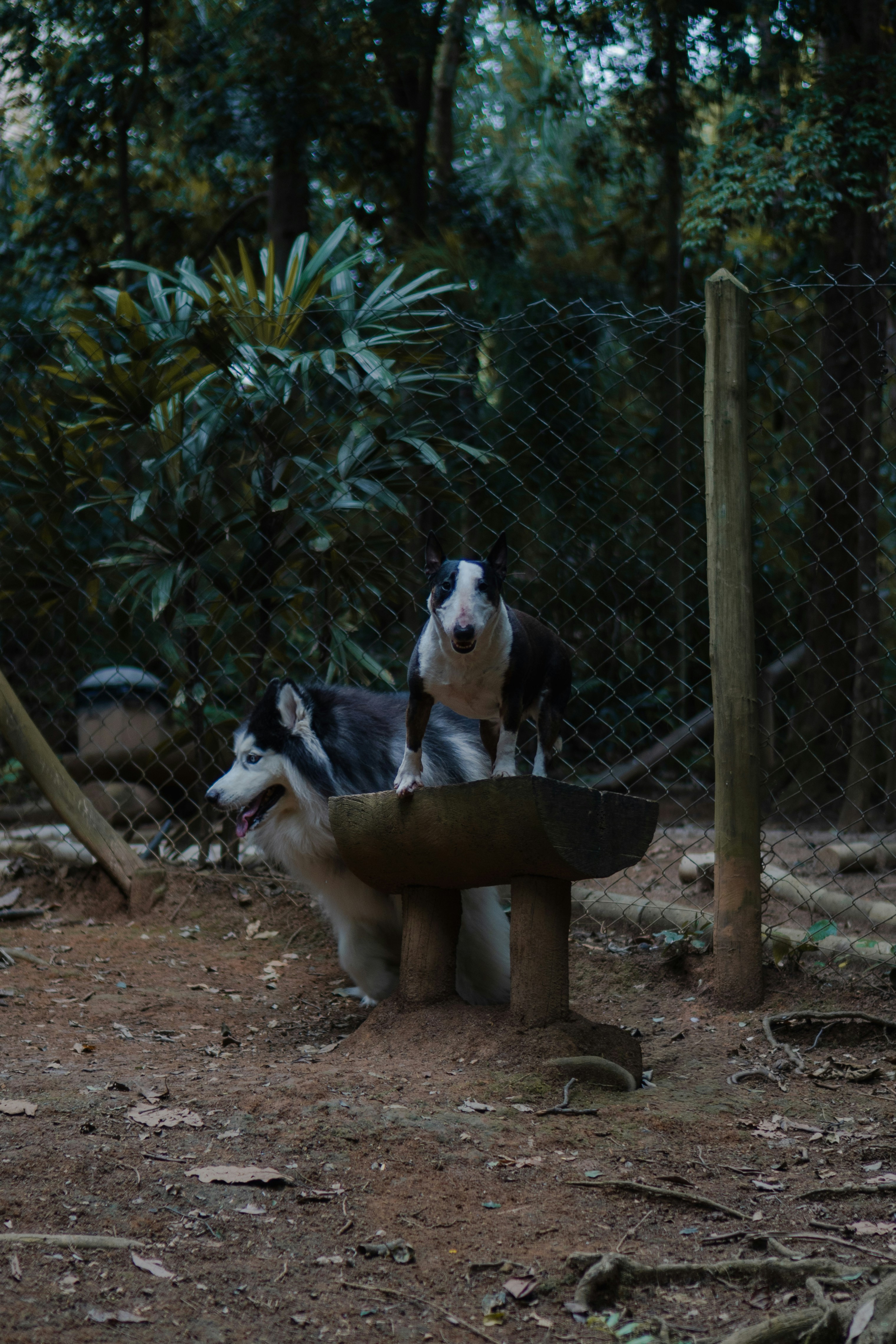 Two dogs on a wooden seesaw in a dim, wooded yard